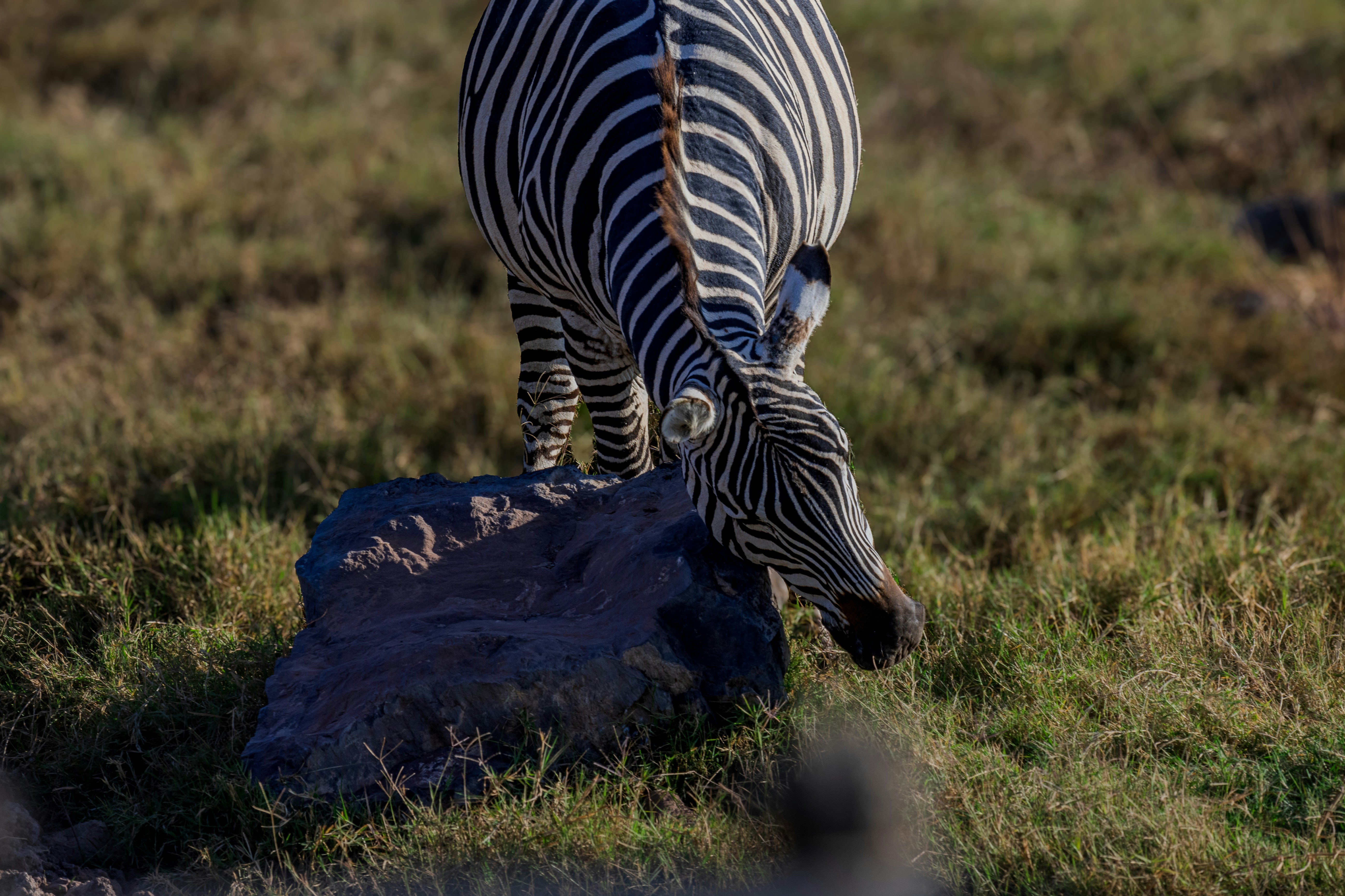 Zebra at the Rock: Striped Contrast Against Sunlit Grass