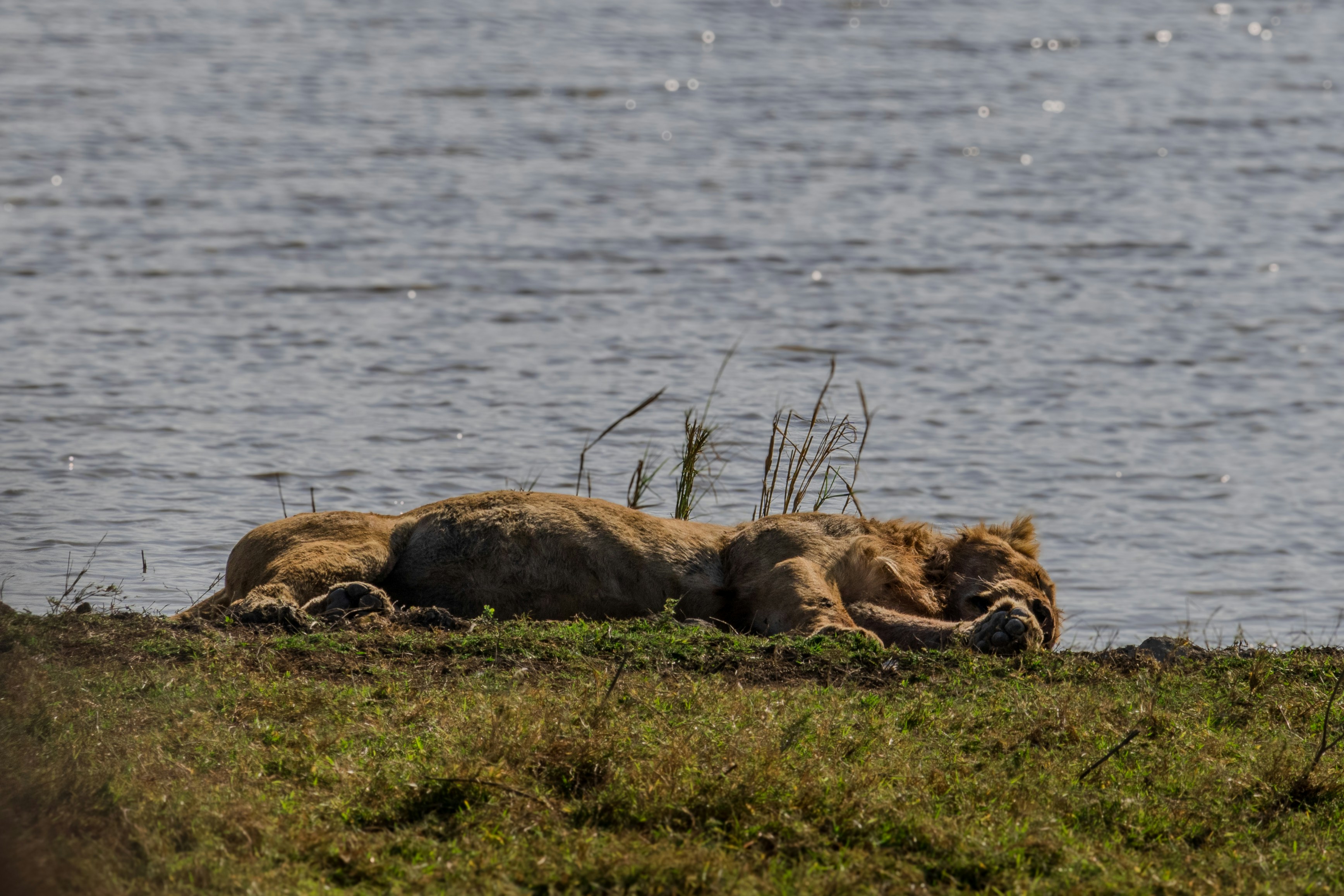 sleeping lion by river bank