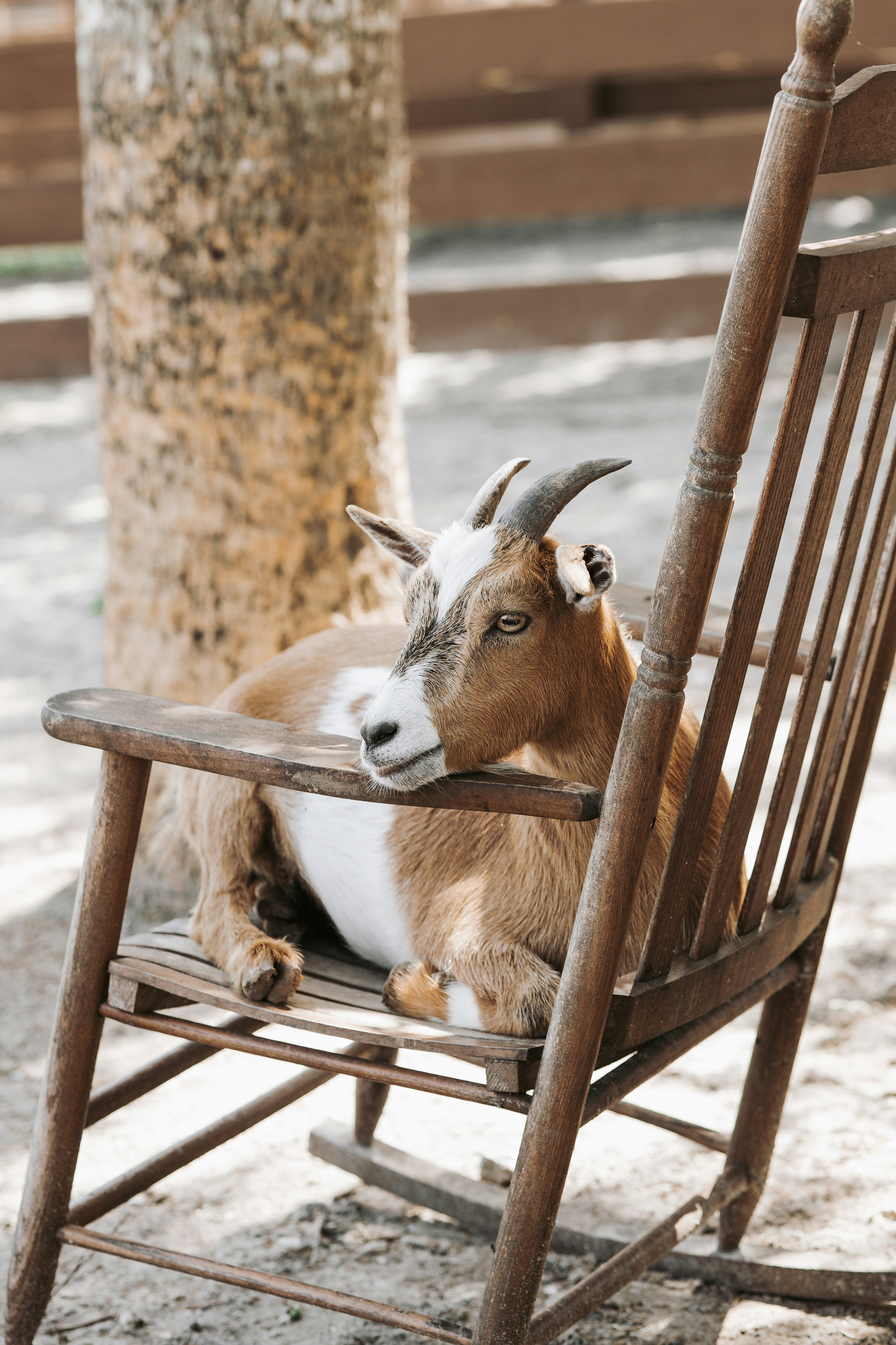 A goat sitting in a rocking chair next to a tree photo – Free Goat ...