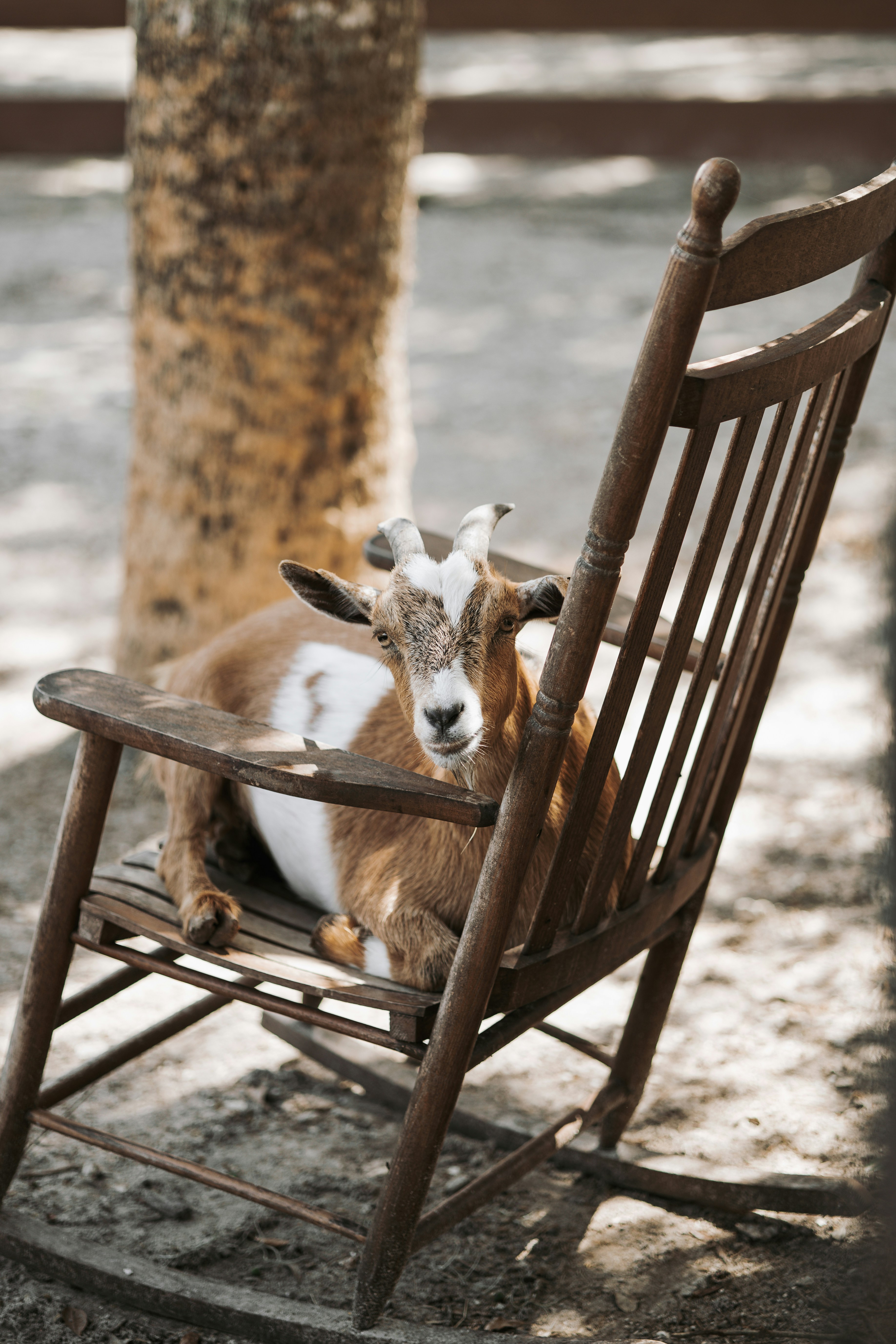 A goat sitting in a rocking chair next to a tree photo – Free Goats ...