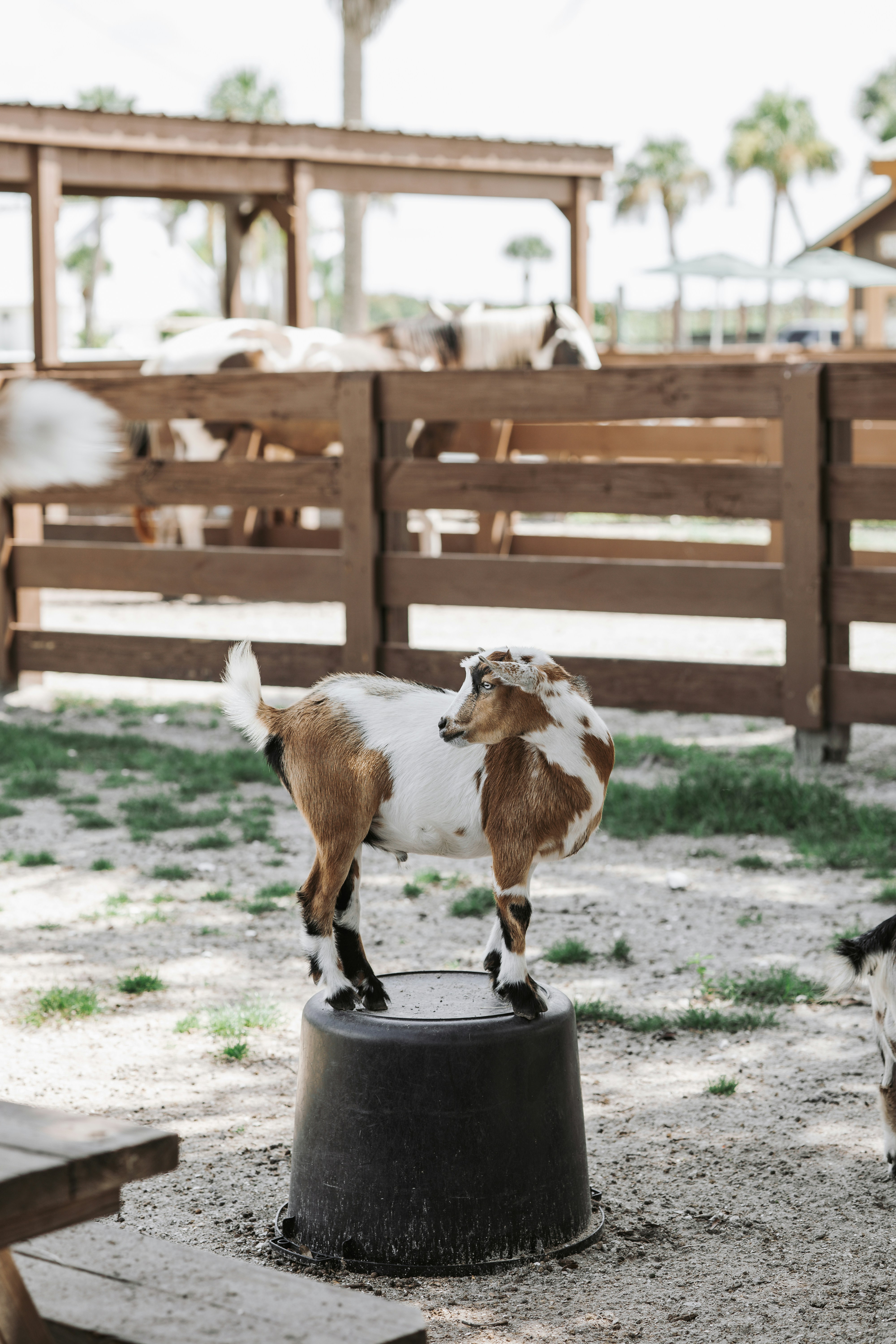 Goat on a Barrel: Quiet Confidence at a Farmyard Standstill