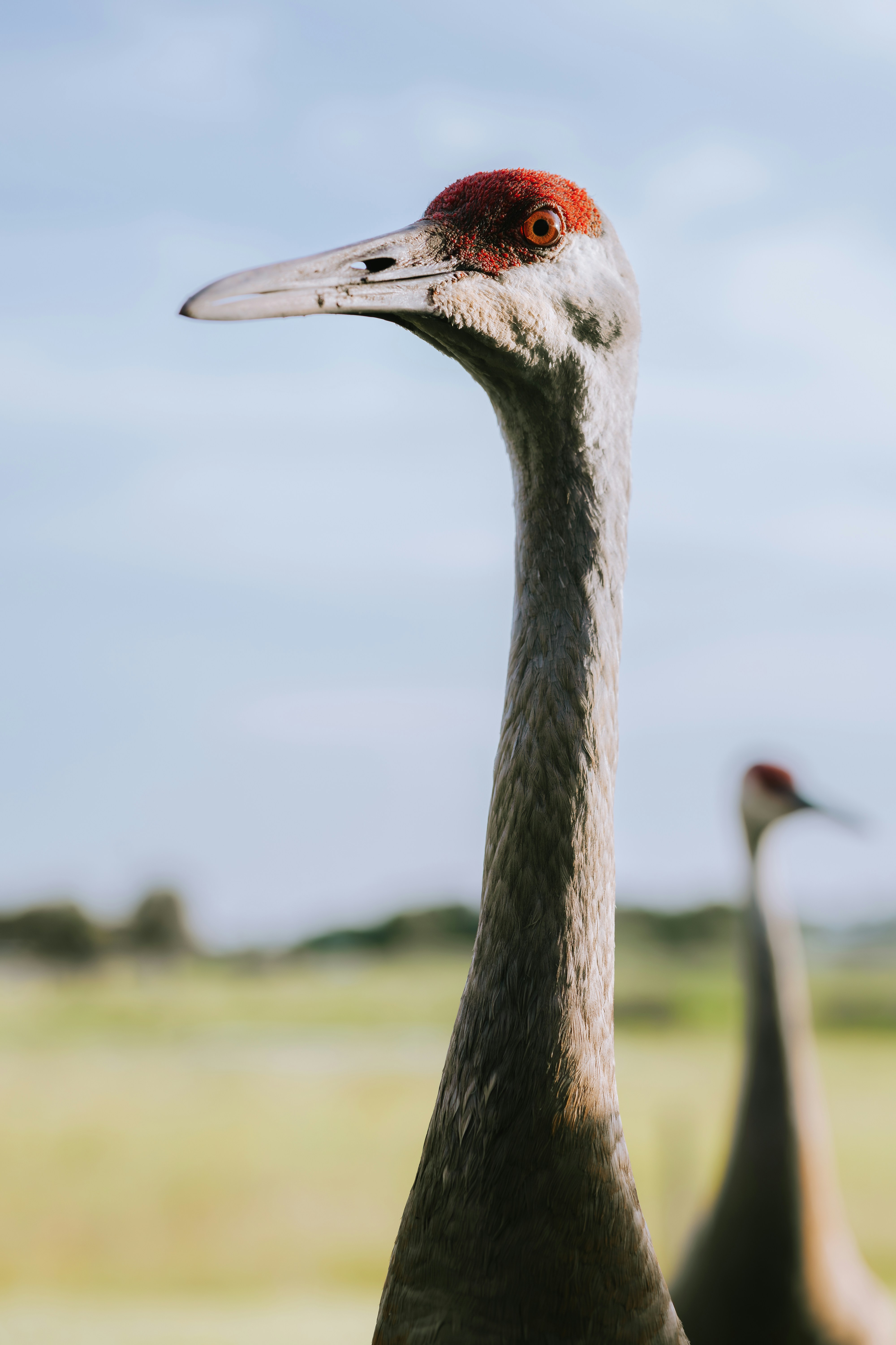 Crowned Grace: A Close-Up Portrait of a Red-Crowned Crane Against a Quiet Landscape