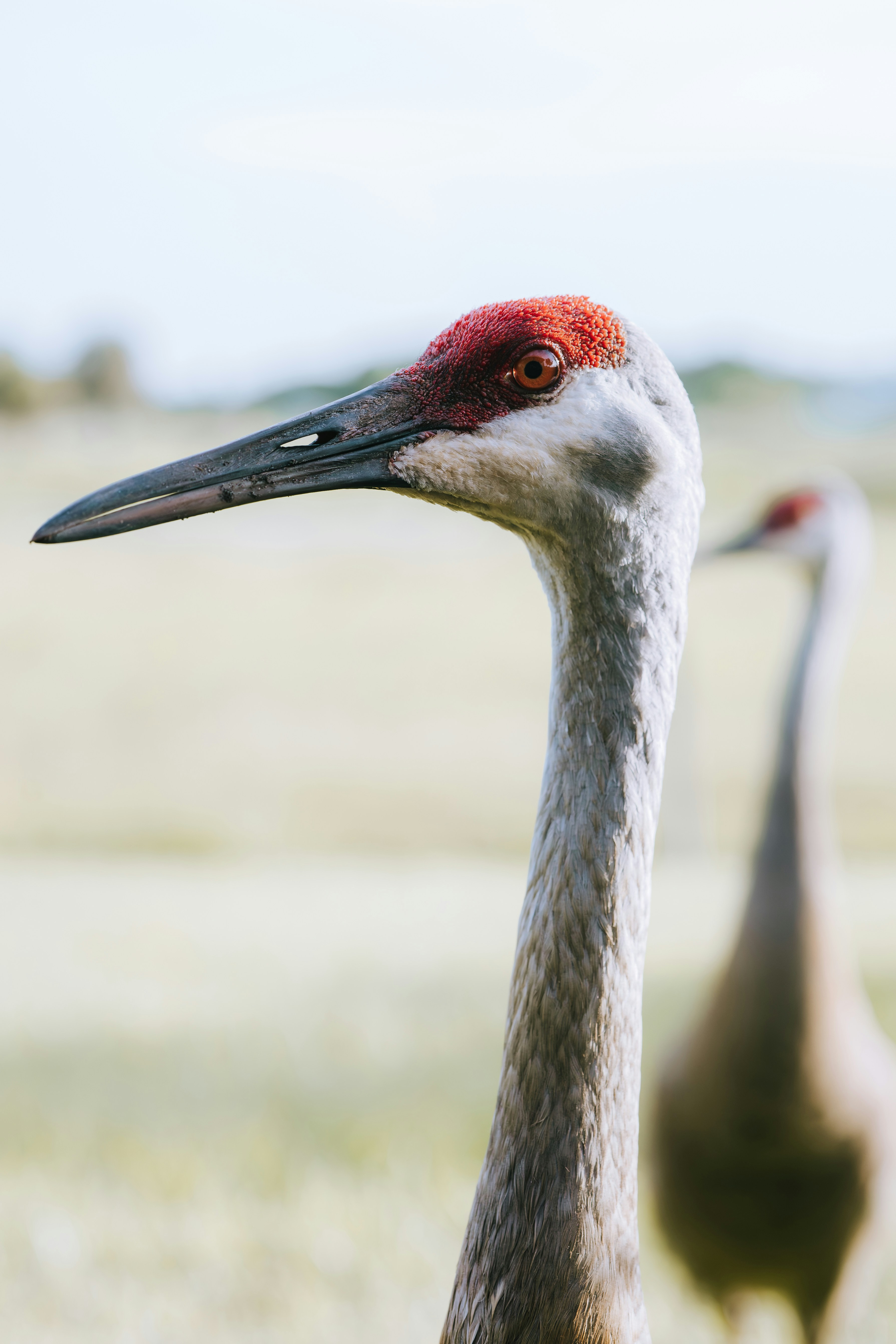 Profile of a Sandhill Crane: Crimson Crown in Prairie Light