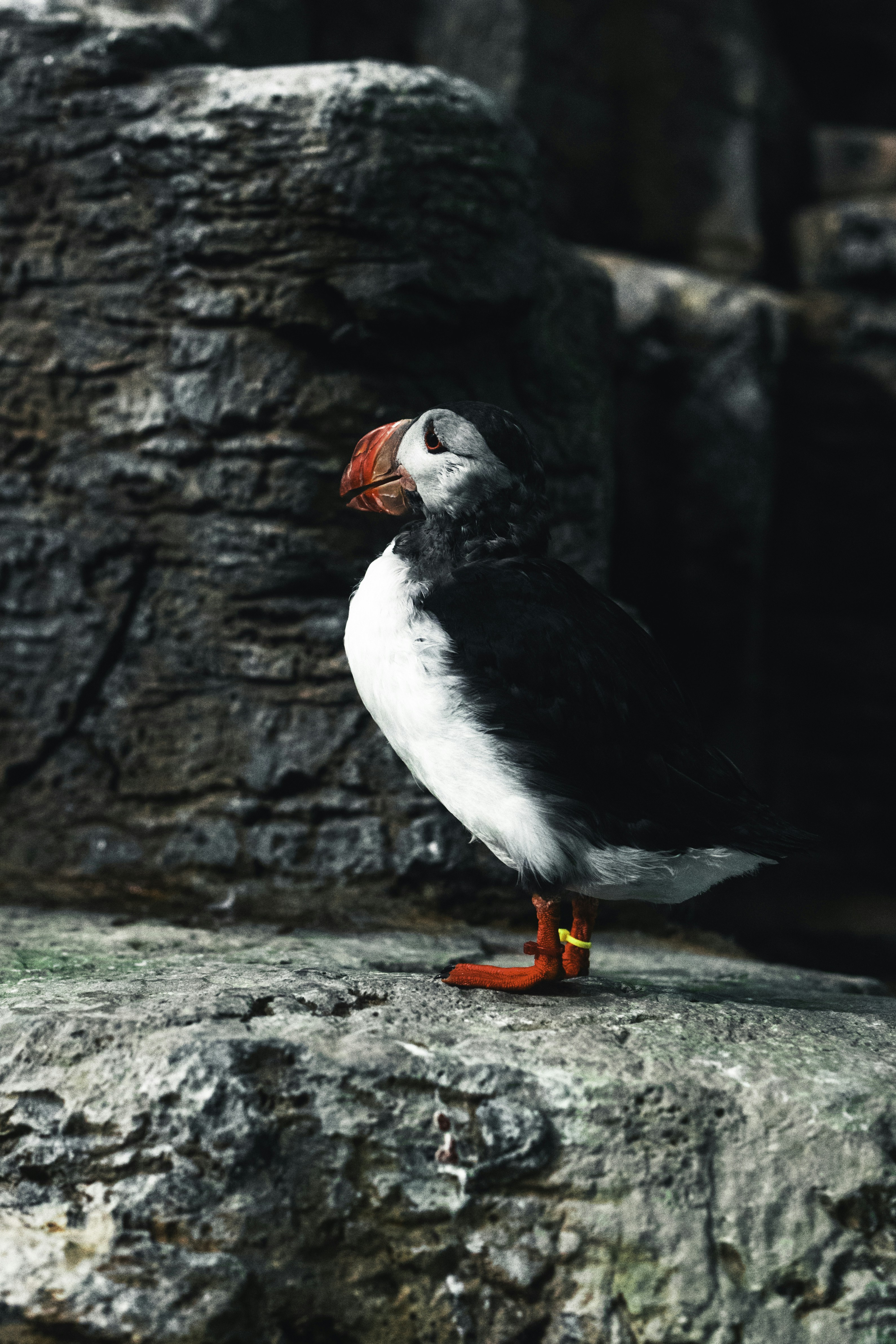 Scarlet Beak on a Granite Stage