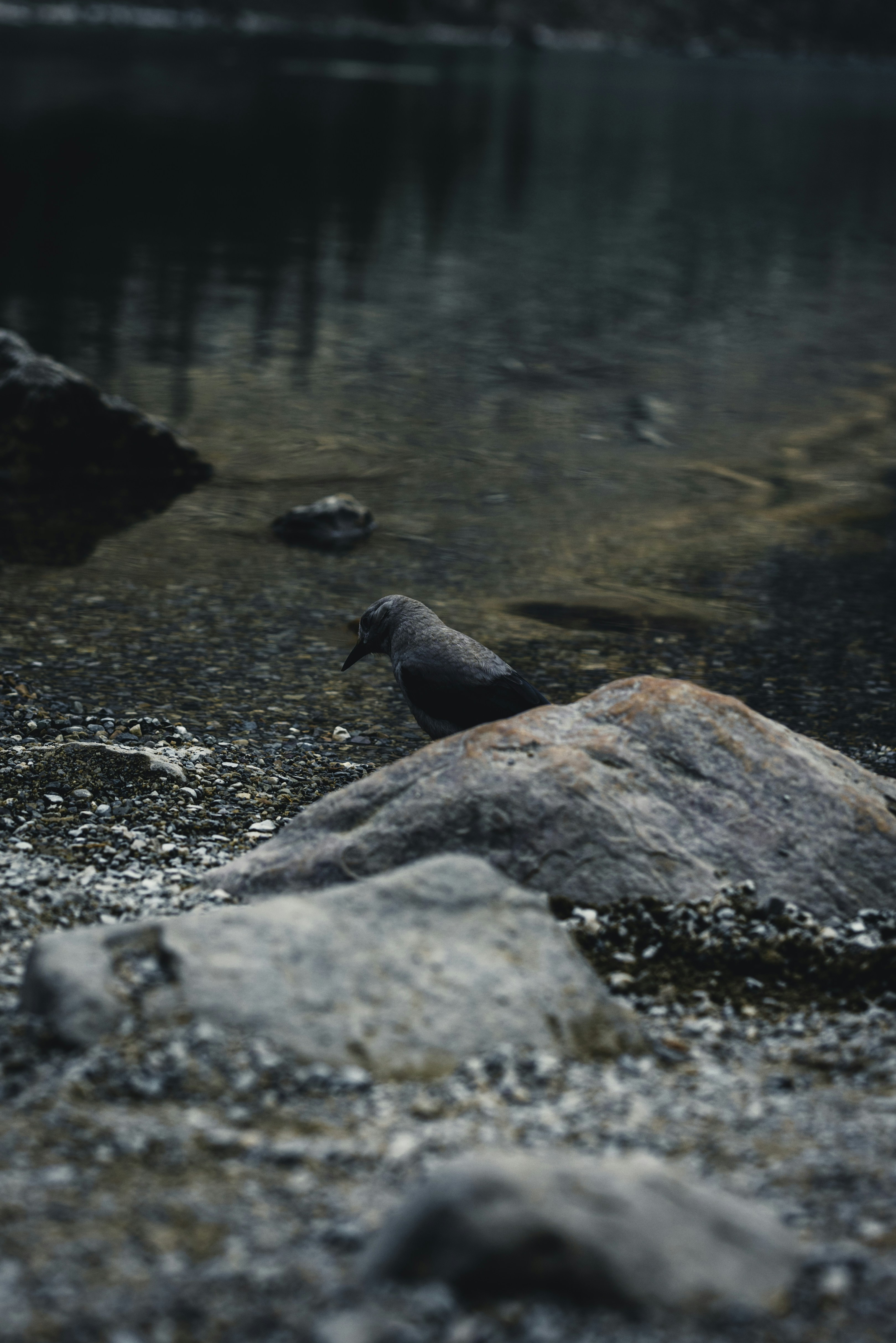 Pebble-edge Vigil by a Quiet Lake