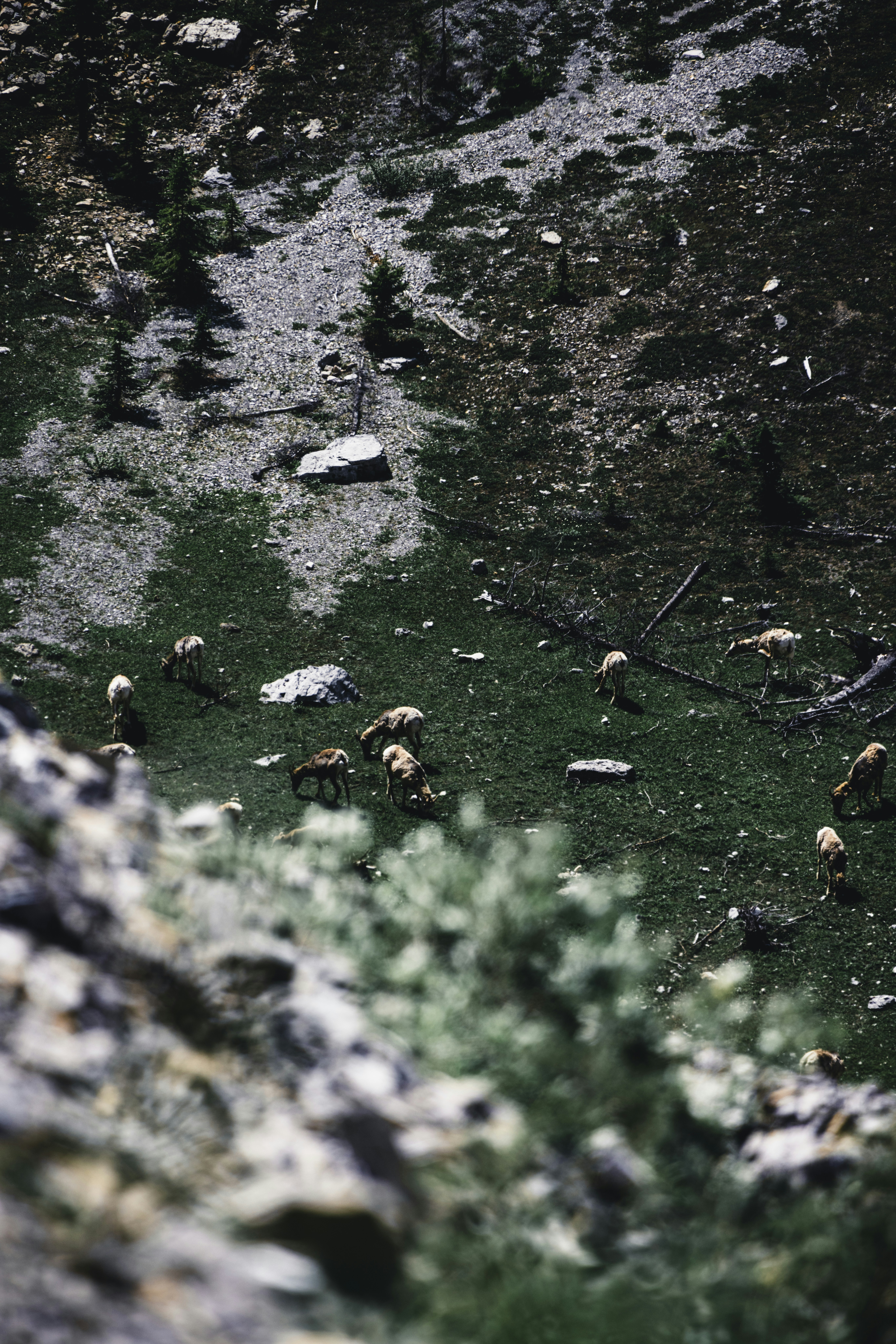 Grazing Herd on the Alpine Slope
