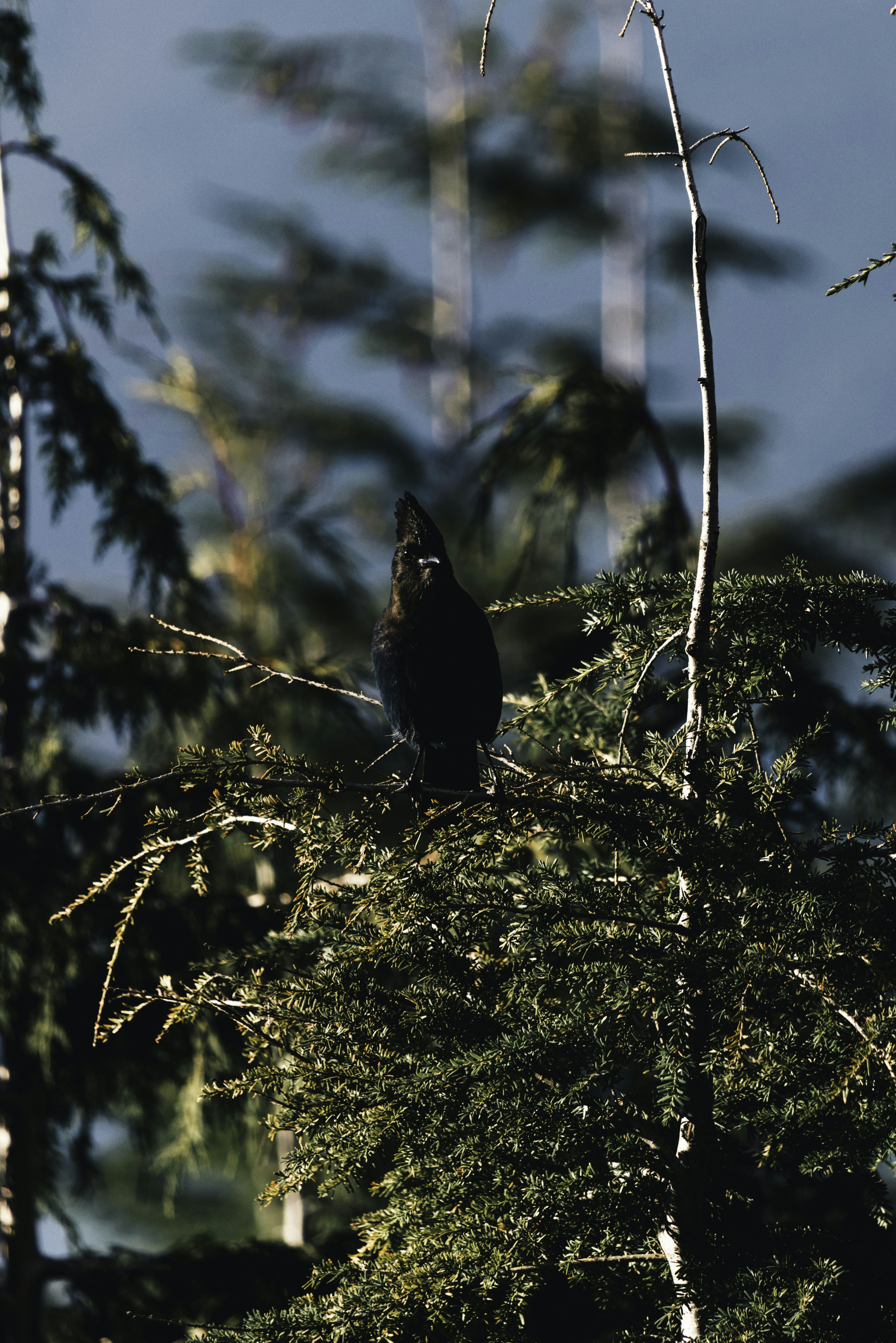 Black-feathered Perch: A lone bird among cedar needles against a cool blue backdrop