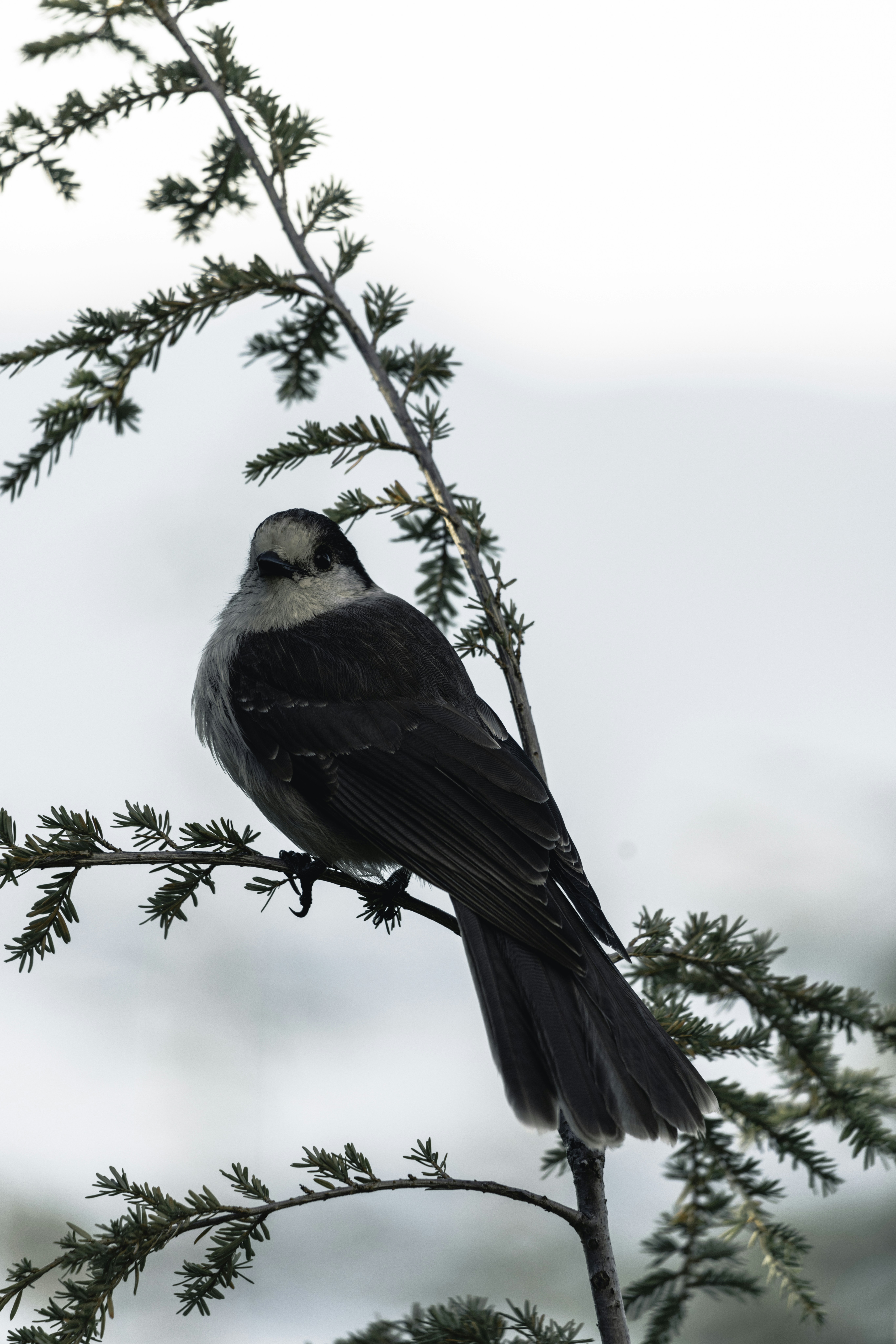 Sea to Sky was Amazing