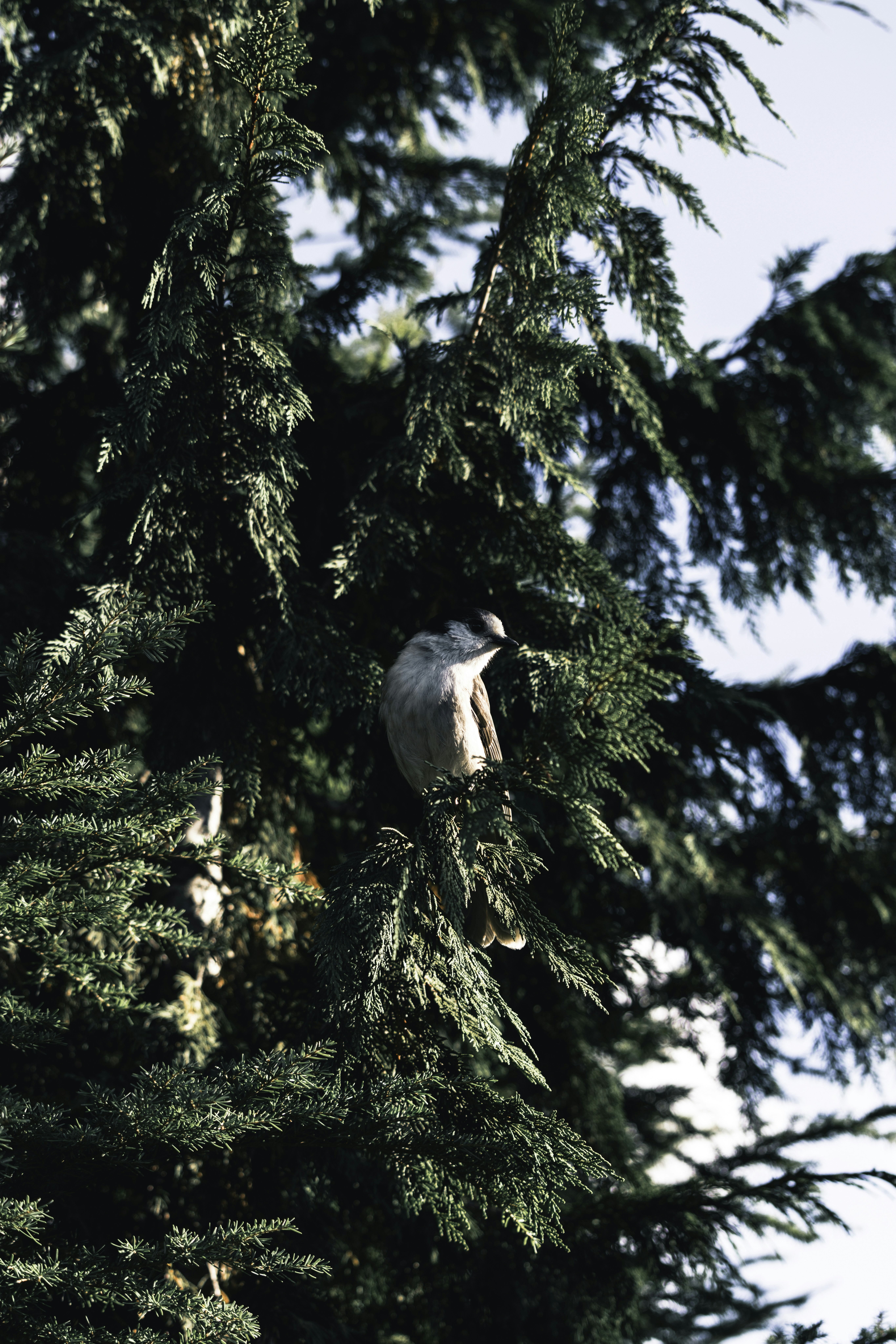 Silent Perch: A Jay Hidden Among Cedar Needles