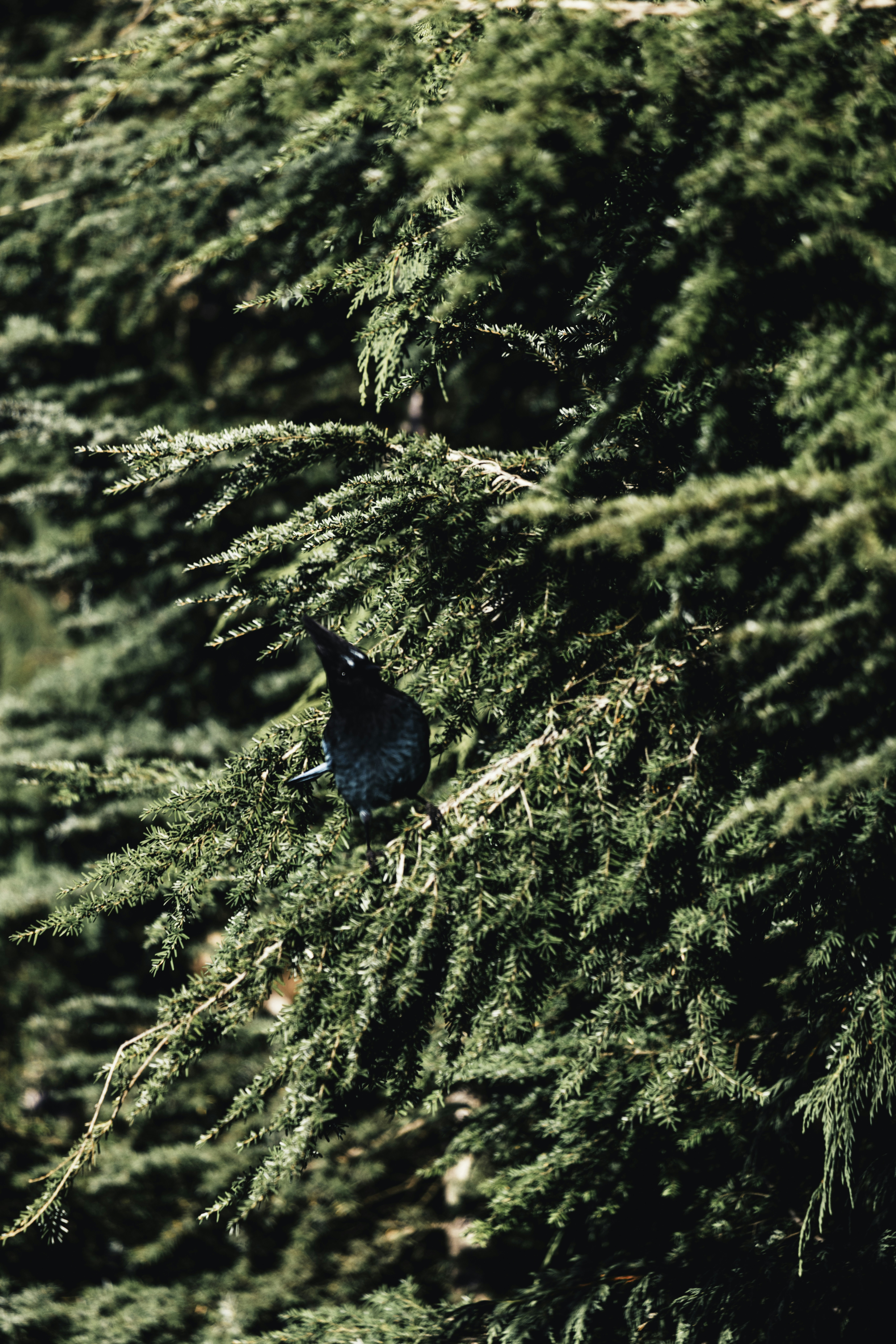 Hidden Kingfisher in Needle-green Veil