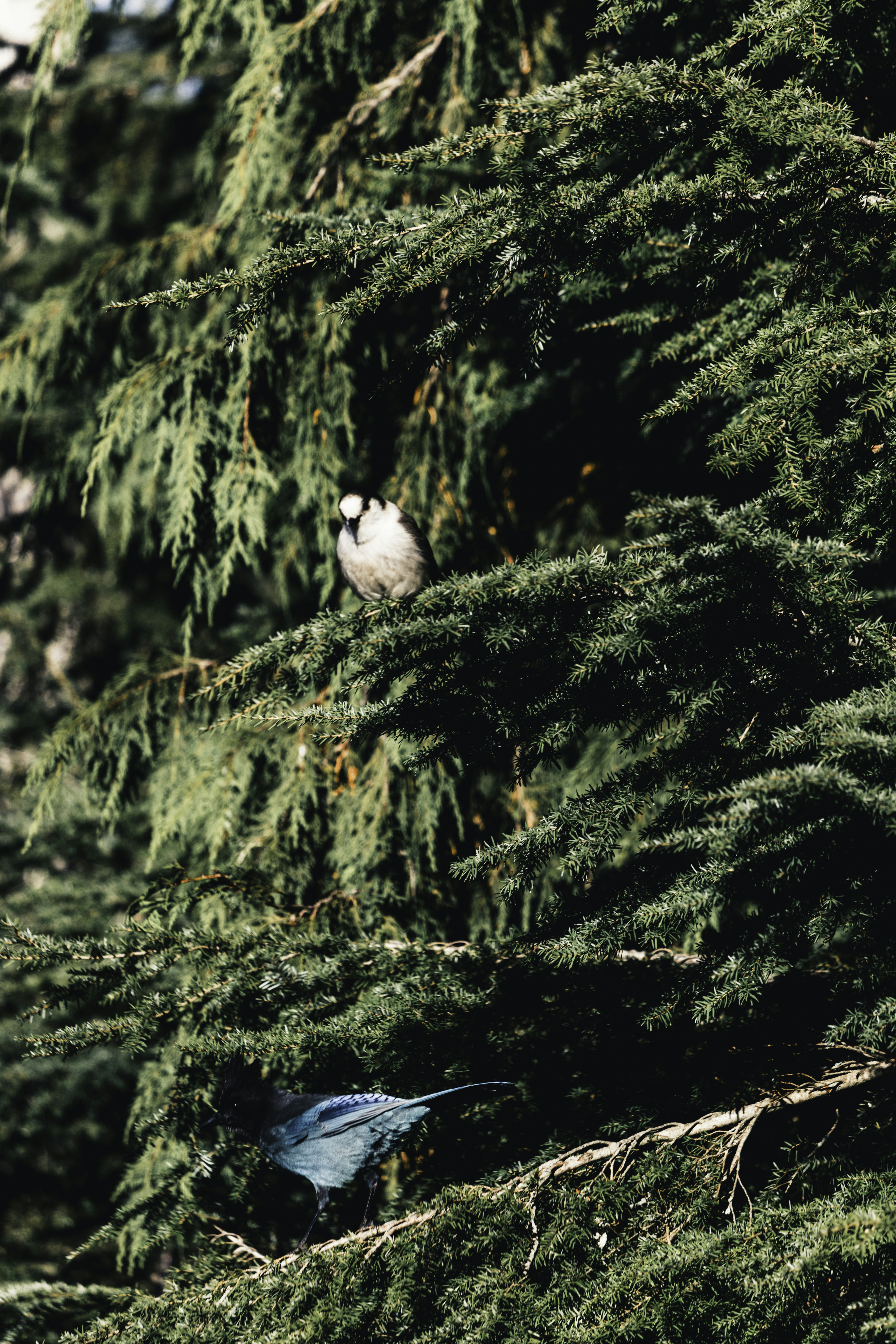 Chickadee in a Cedar Veil with a Blue Visitor