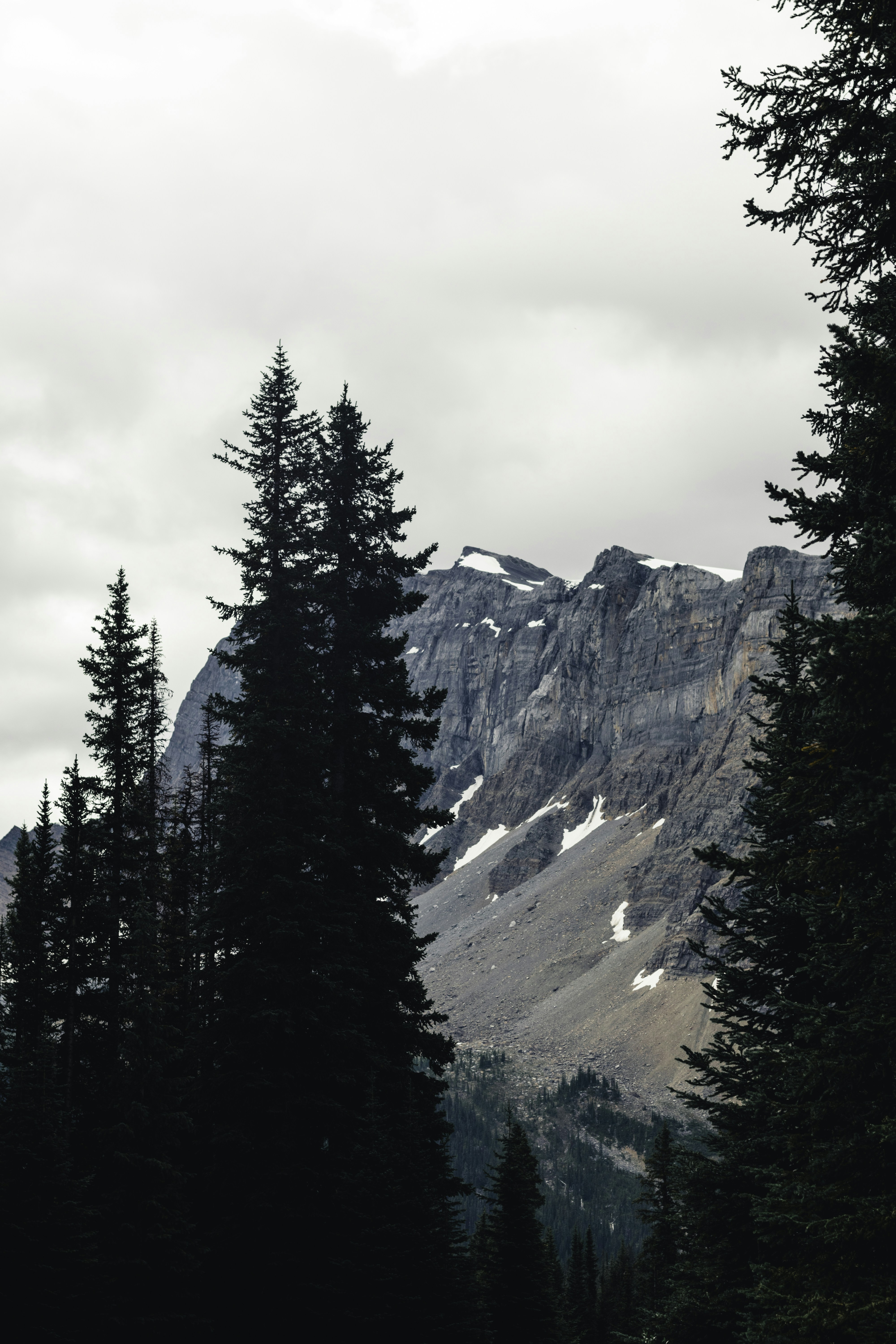 A forest filled with lots of tall pine trees photo – Free Forest Image ...