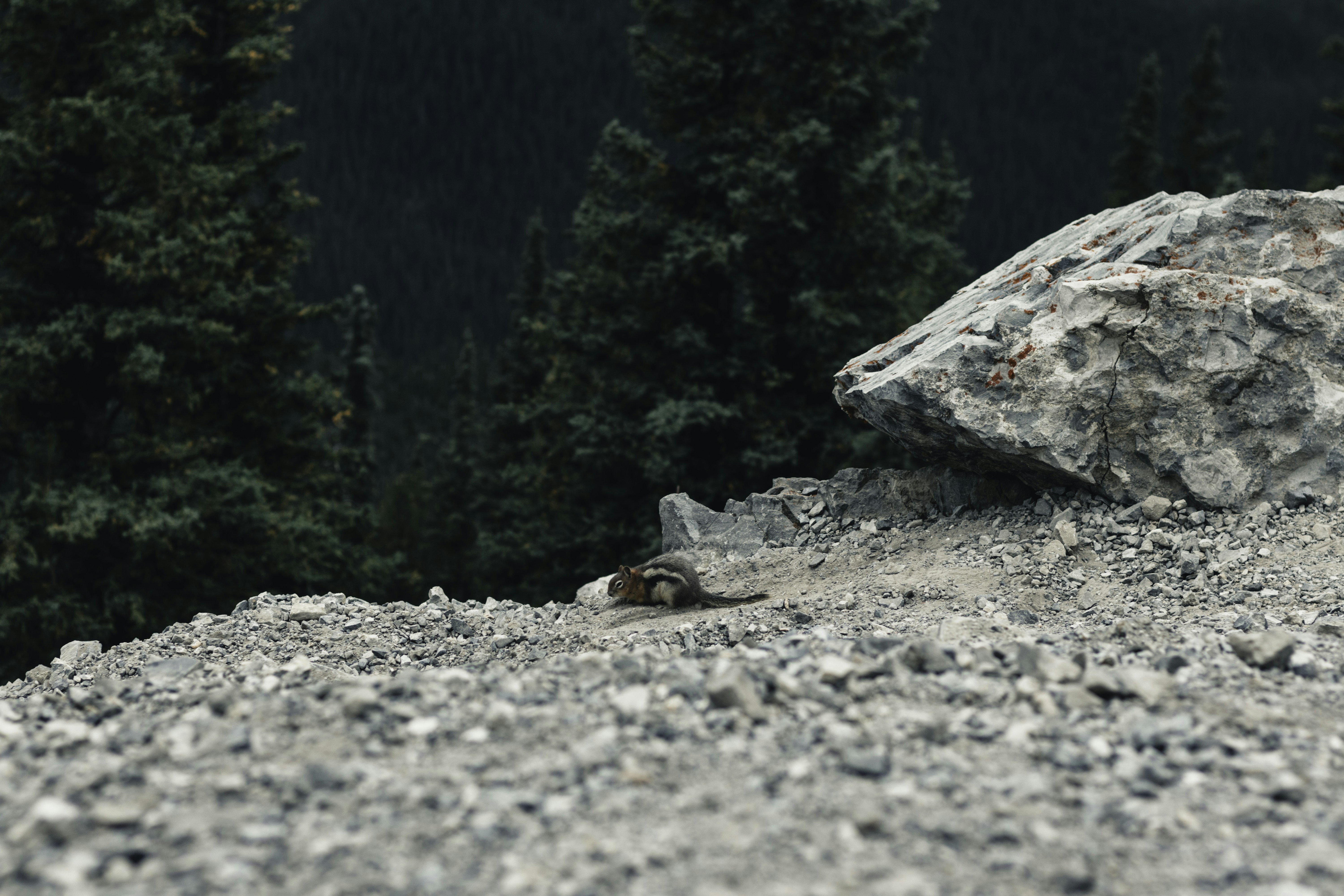 Scree Sentinel: Marmot at the Edge of Alpine Boulders