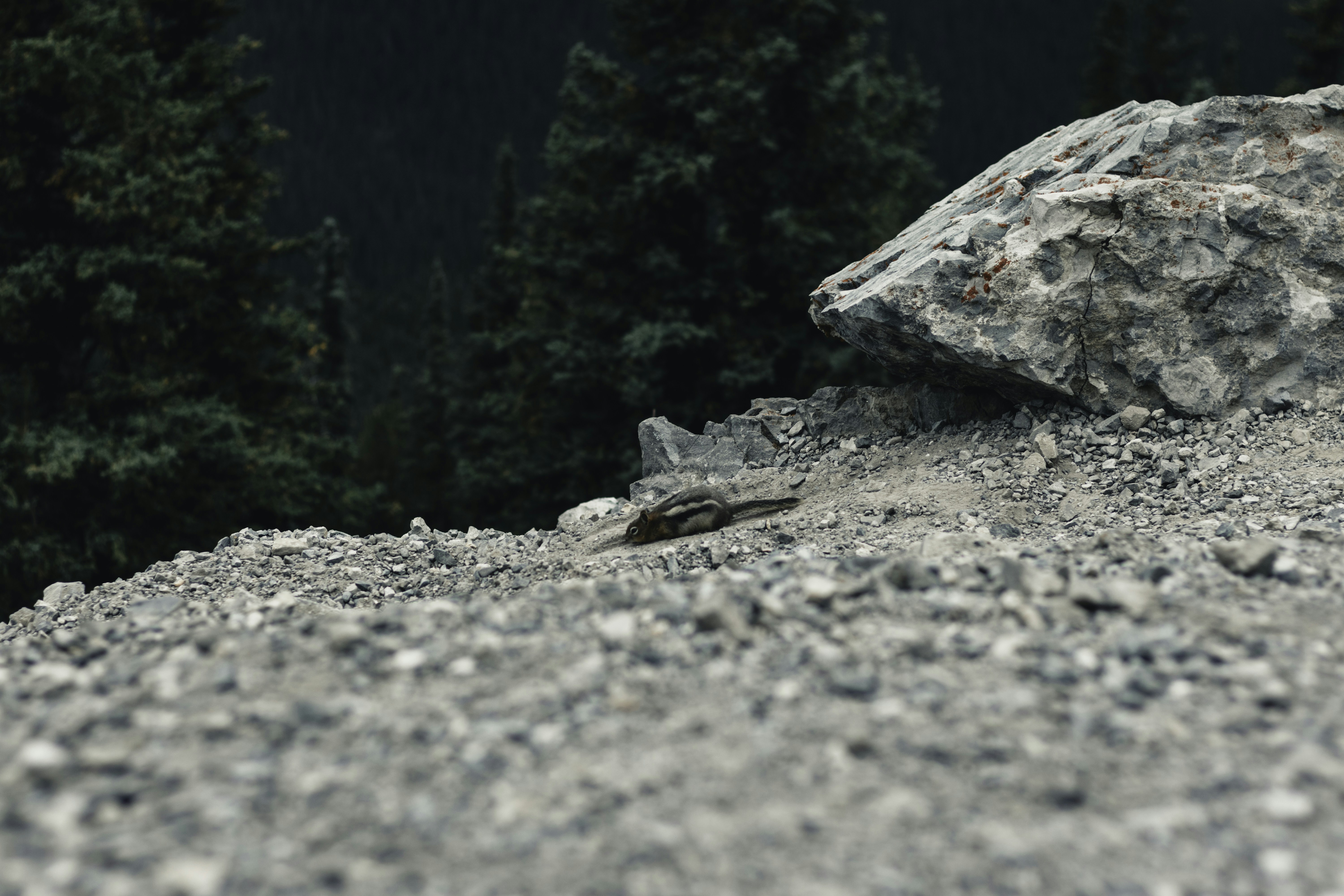 Prominent Boulder at the Gravel Verge Framing a Pine Gorge