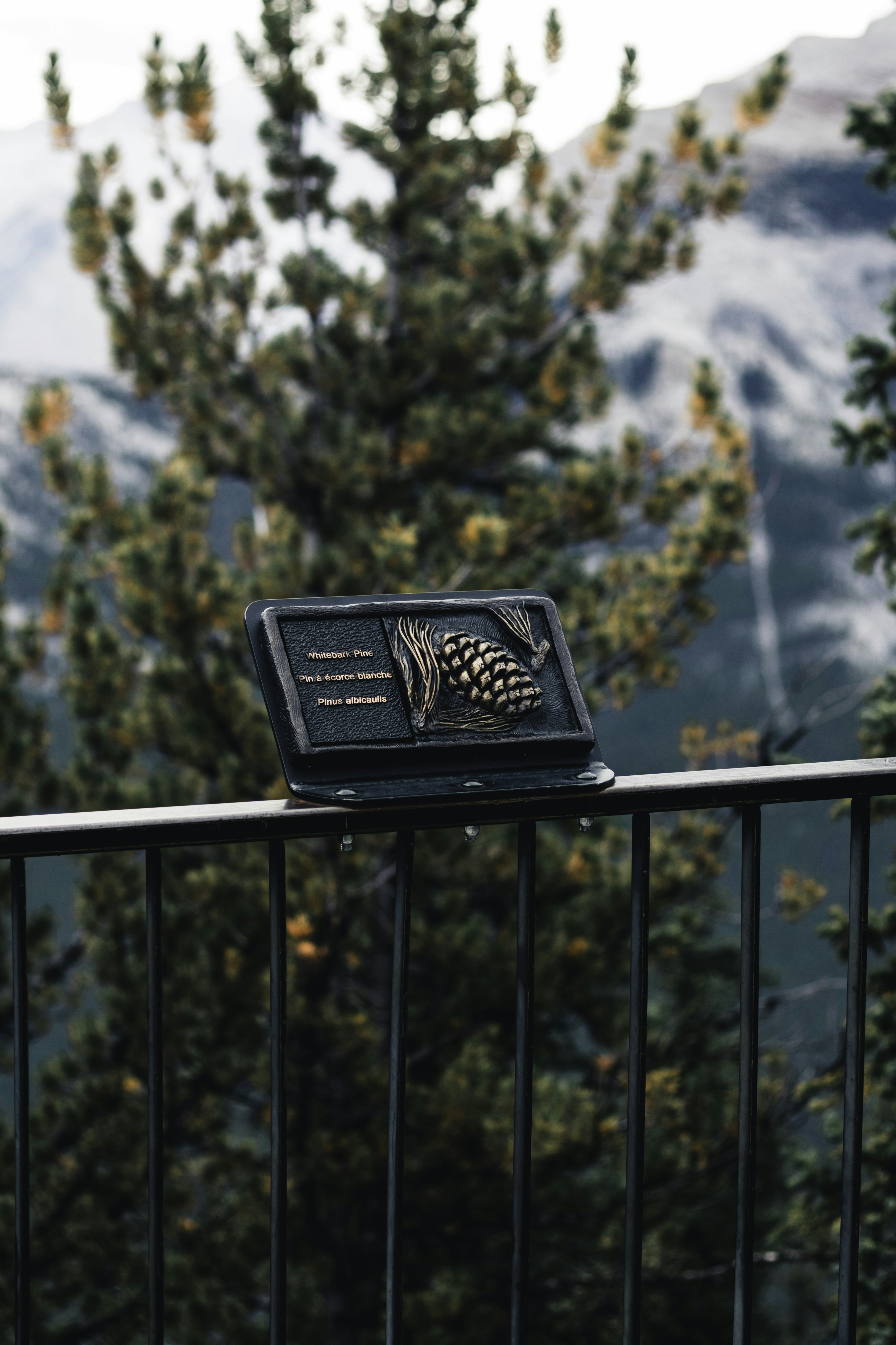 Golden-Needle Outlook: Pinecone Plaque on the Railing Against a Mountain Panorama