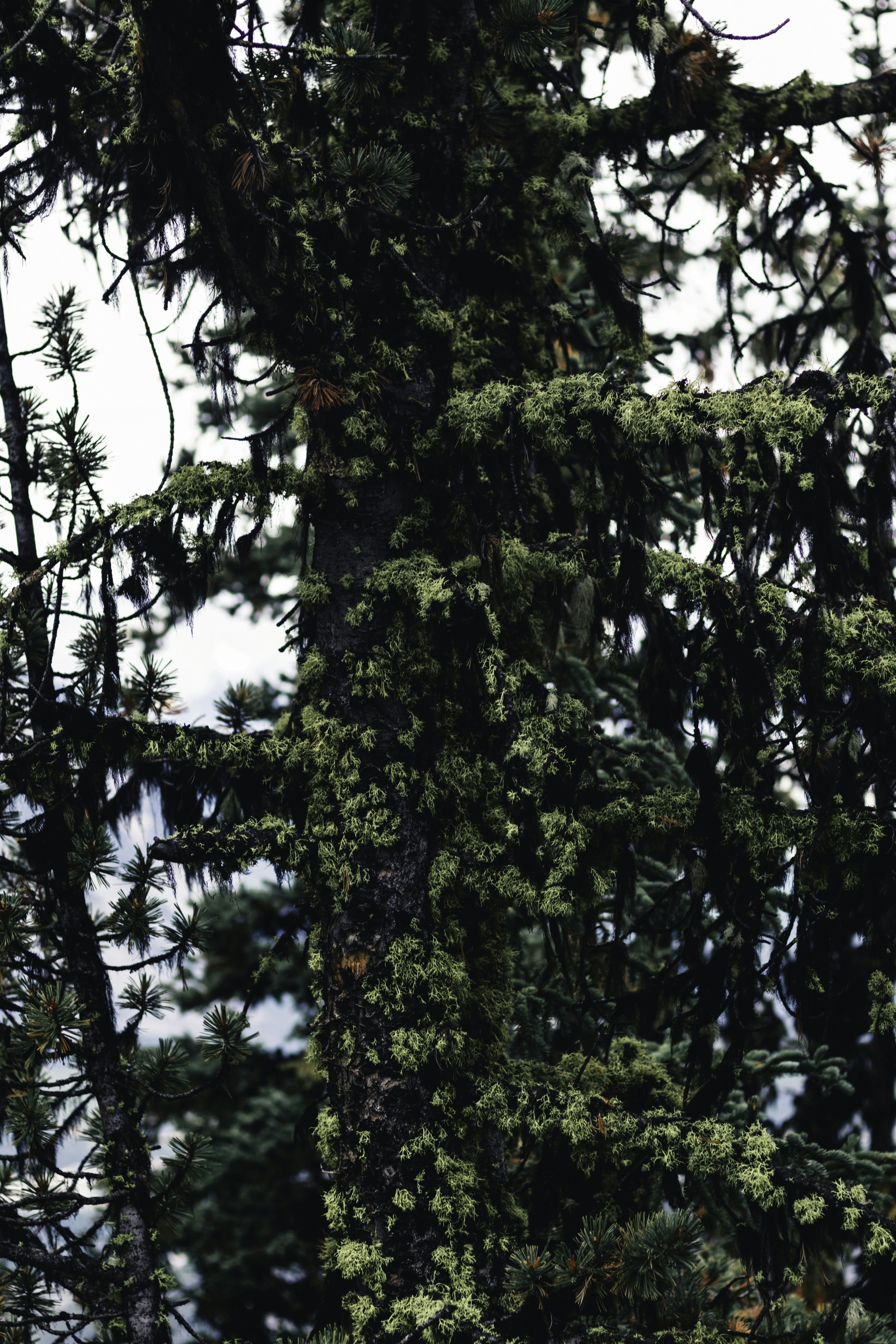 Moss-Clad Conifer: A Close-Up of Quiet Green Textures