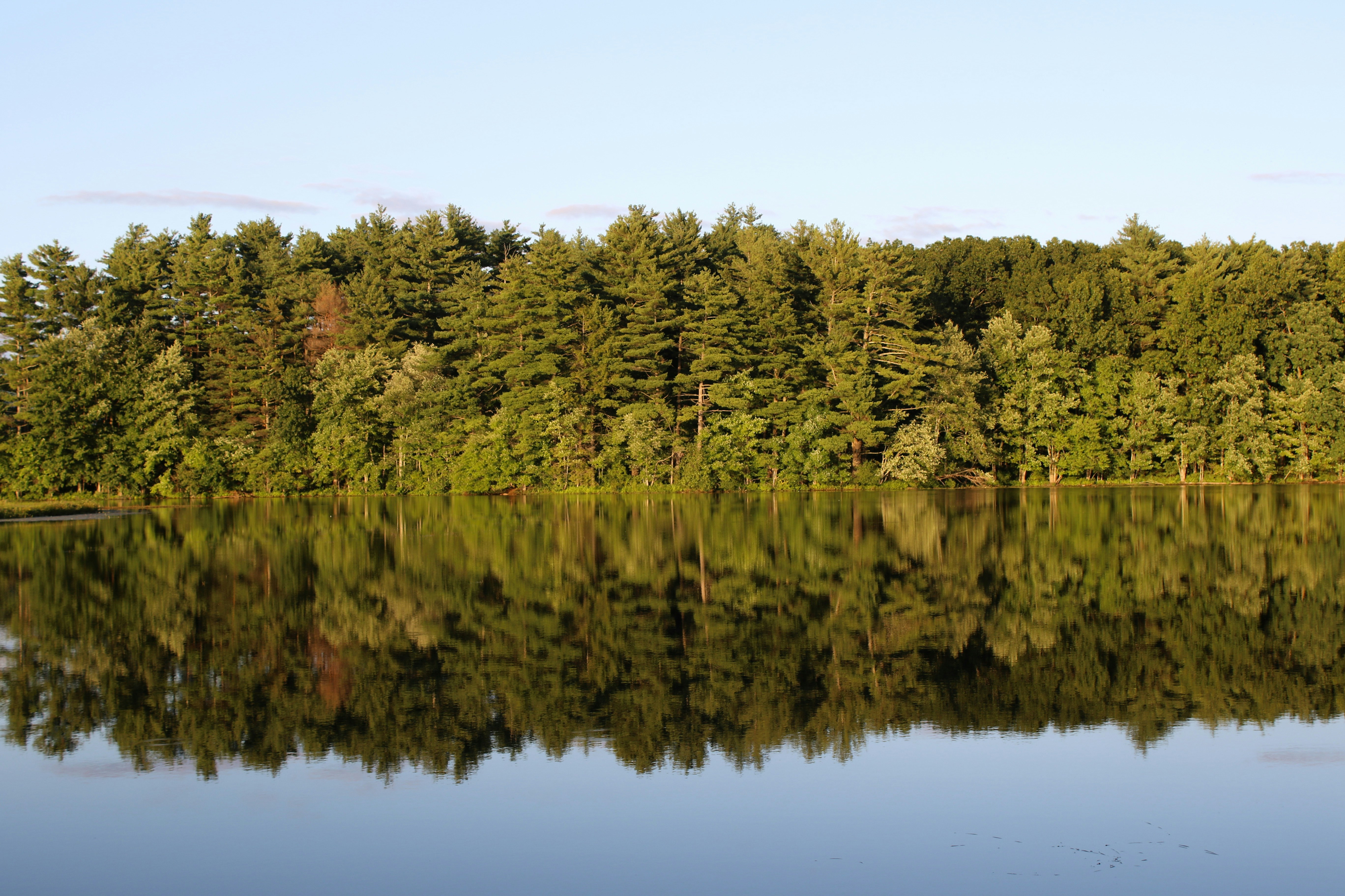Lush green trees reflecting perfectly on the calm surface of a lake under a clear sky.