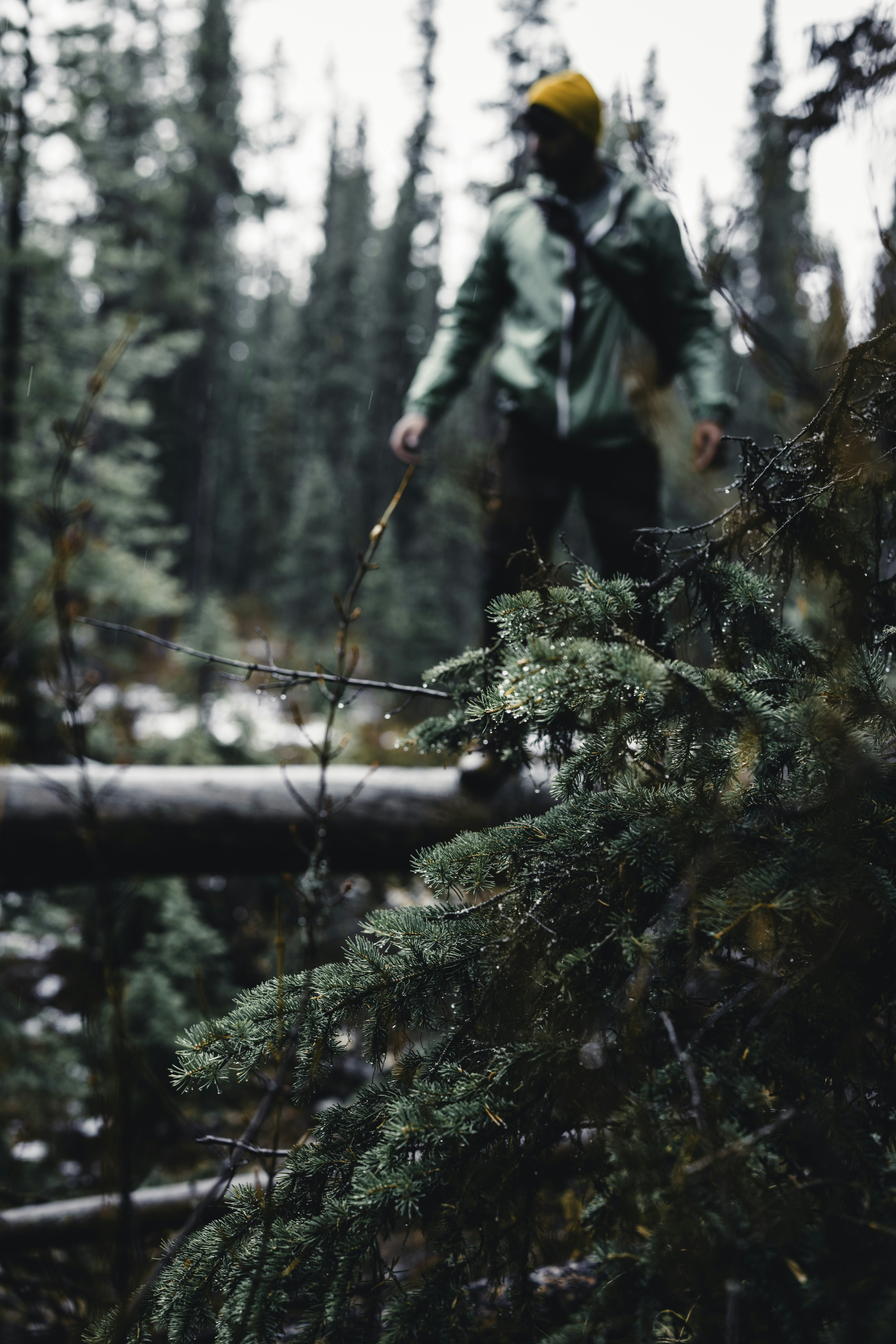 Hiker in a misty pine forest, foreground branches in focus