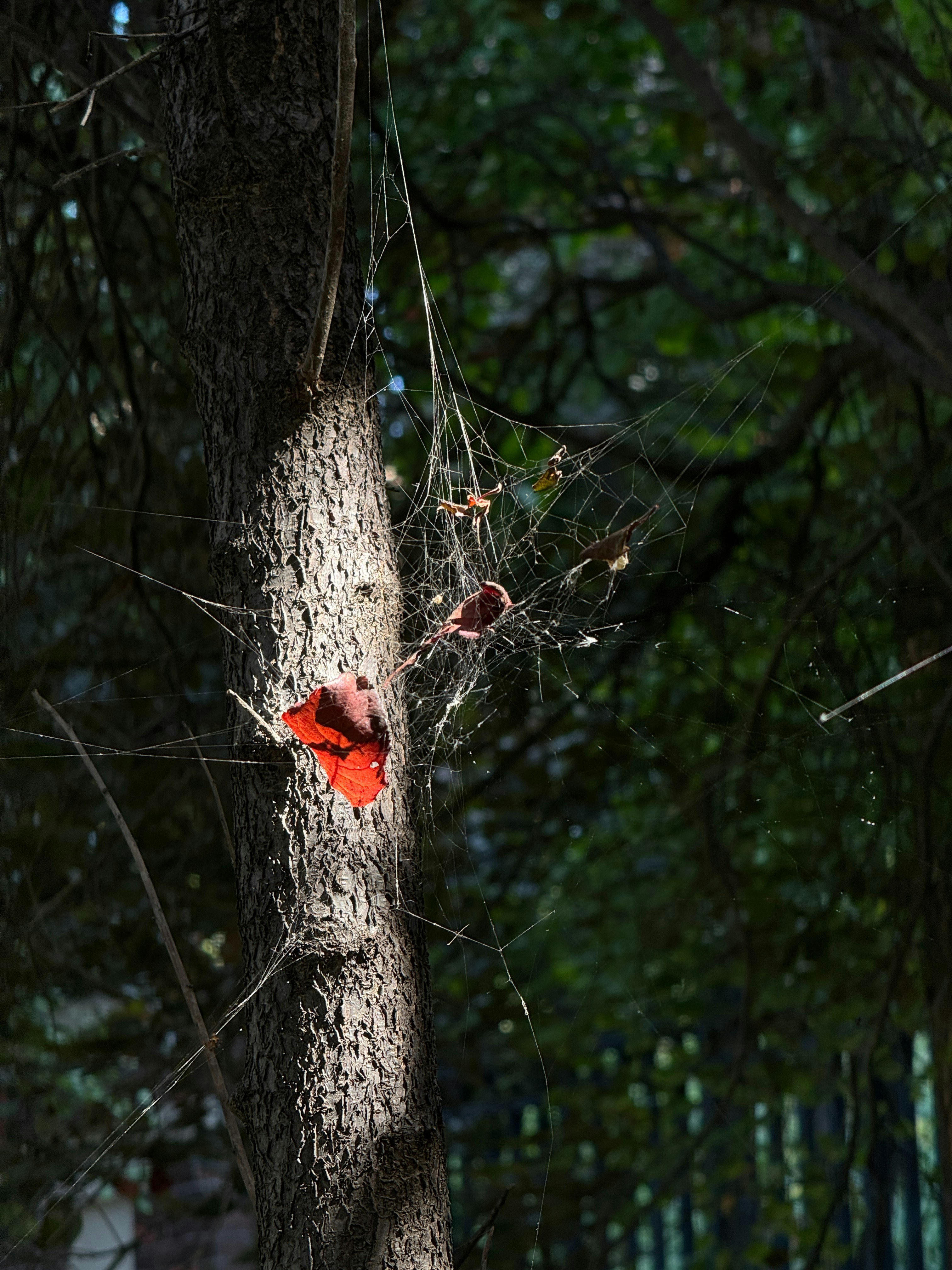 Crimson Leaf Entrapped in a Web of Morning Light