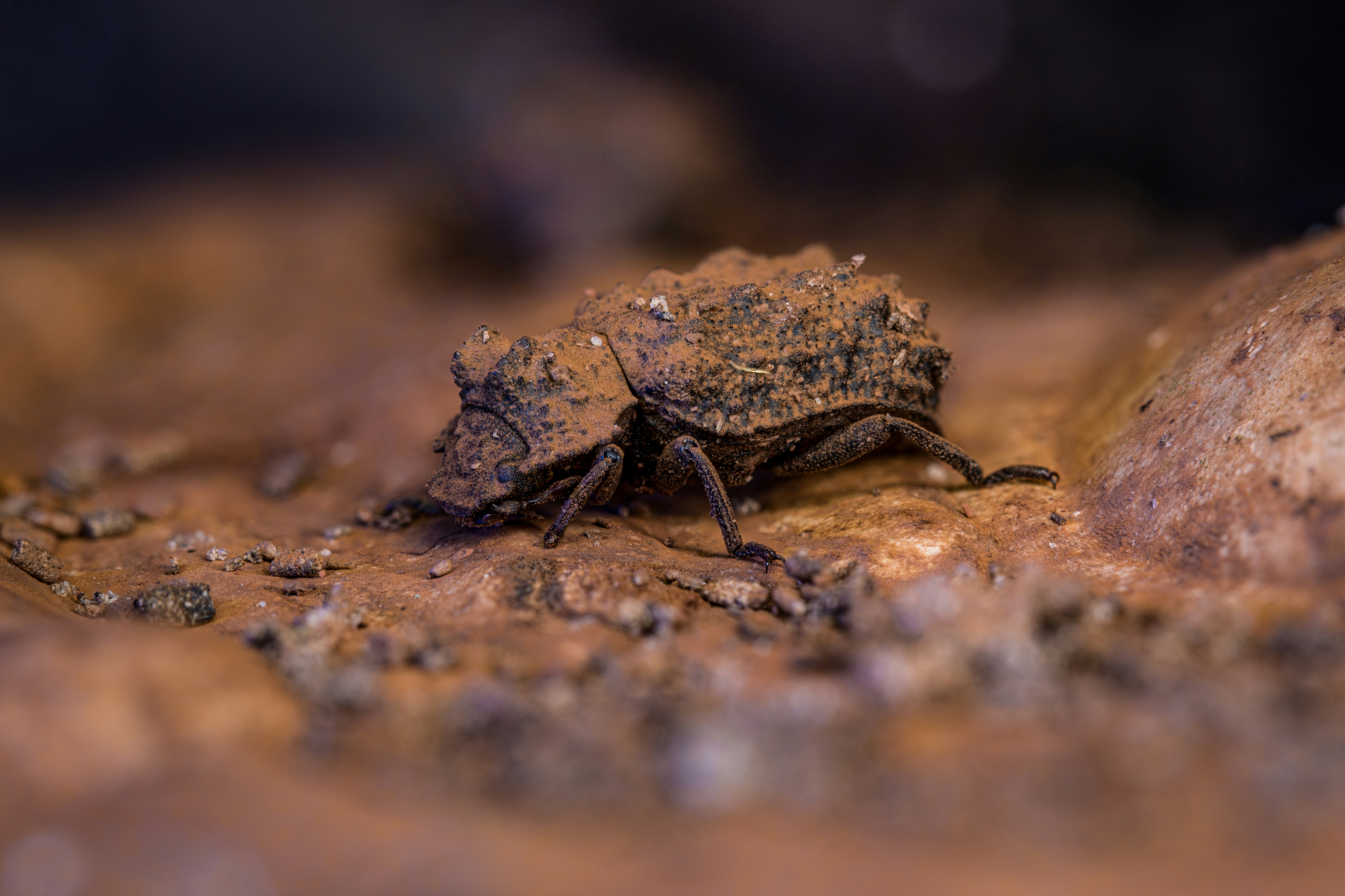 Mud-Armor Toad on a Pebble-Dusted Stage