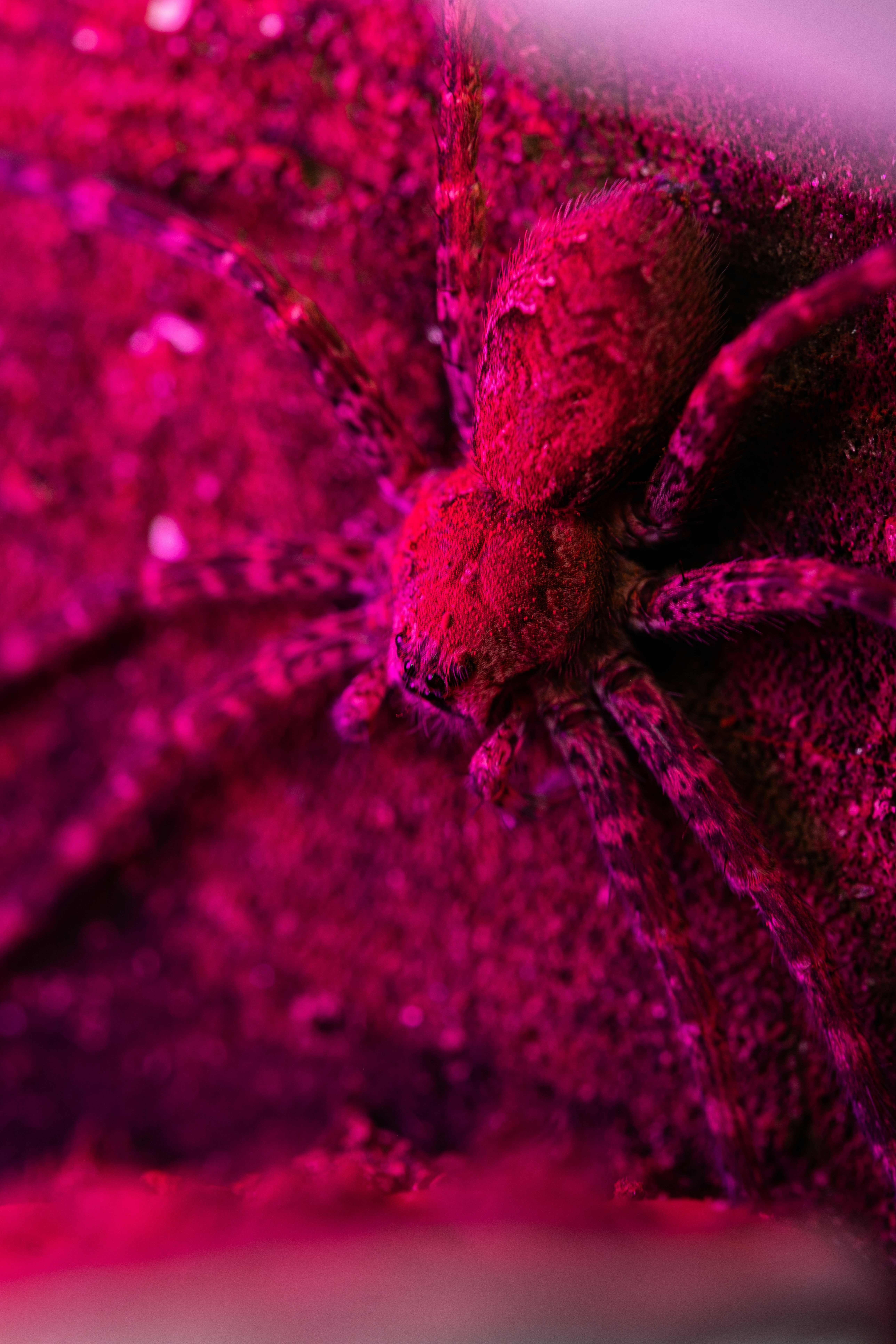 Magenta Velvet: A Macro Portrait of a Pink-Tinted Tarantula