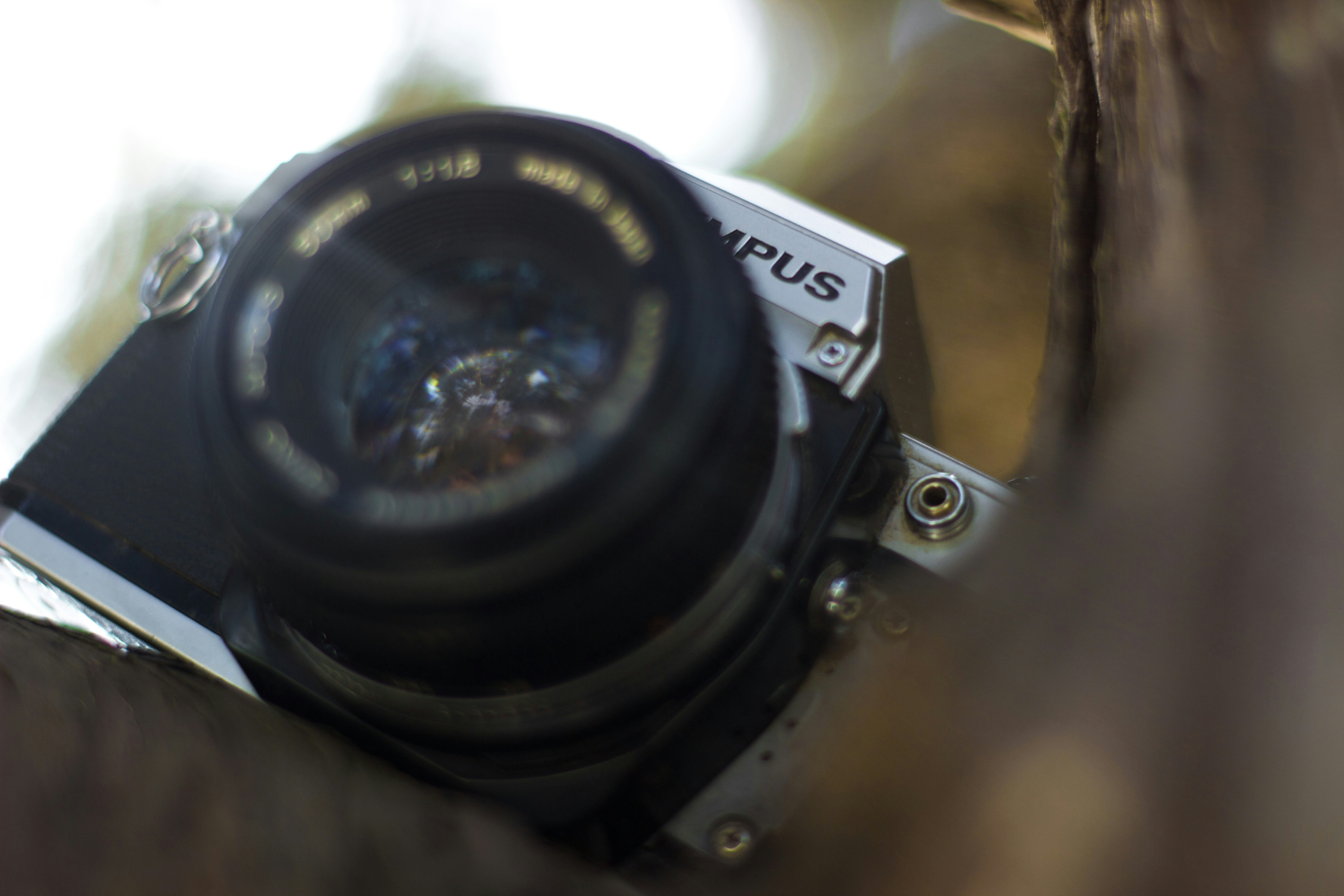 Lodged Lens: Close-Up of a Camera Peeking from a Tree Hollow
