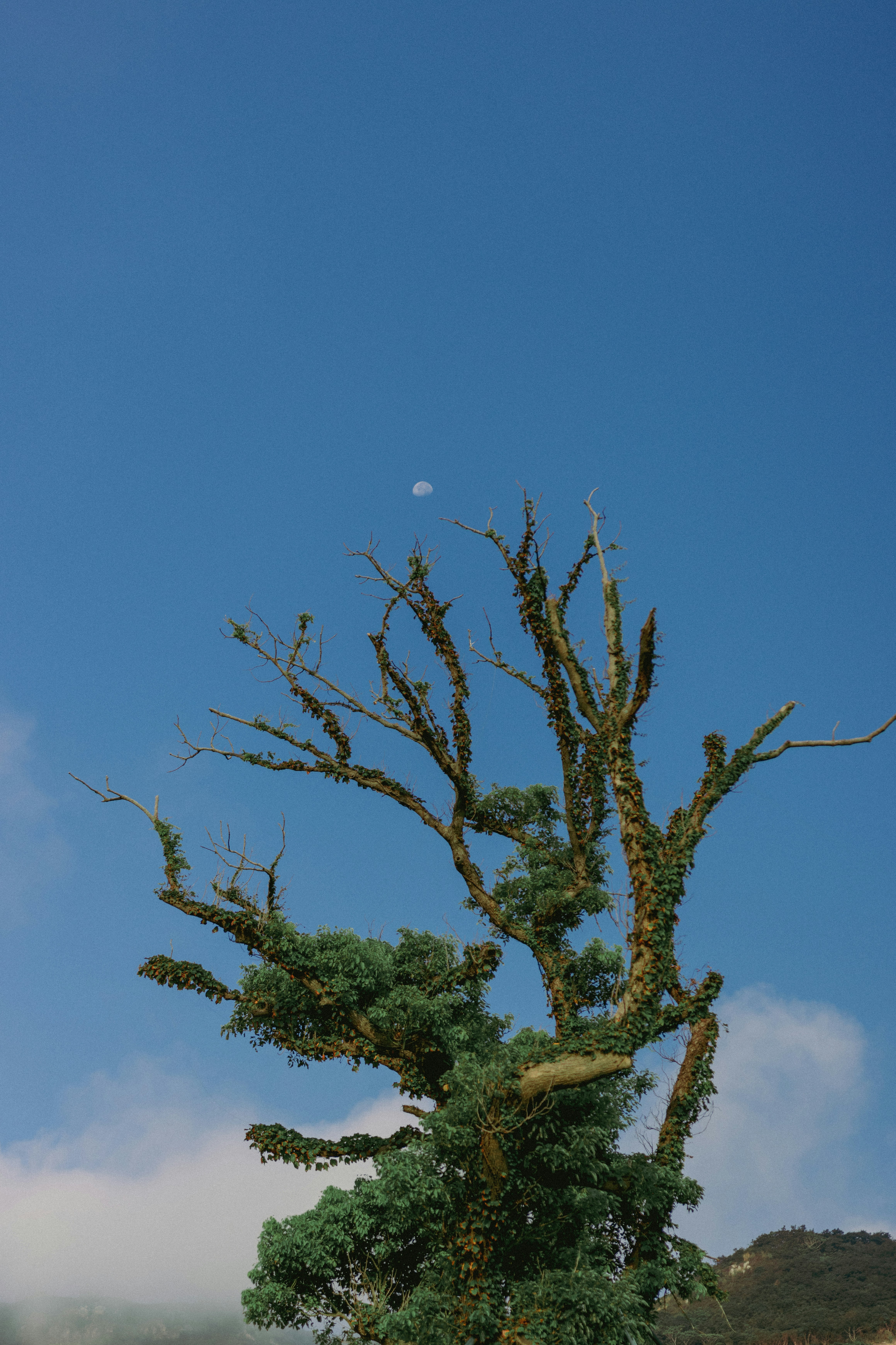Ivy-Clad Sentinel Under a Moon-Sliver in a Clear Blue Sky