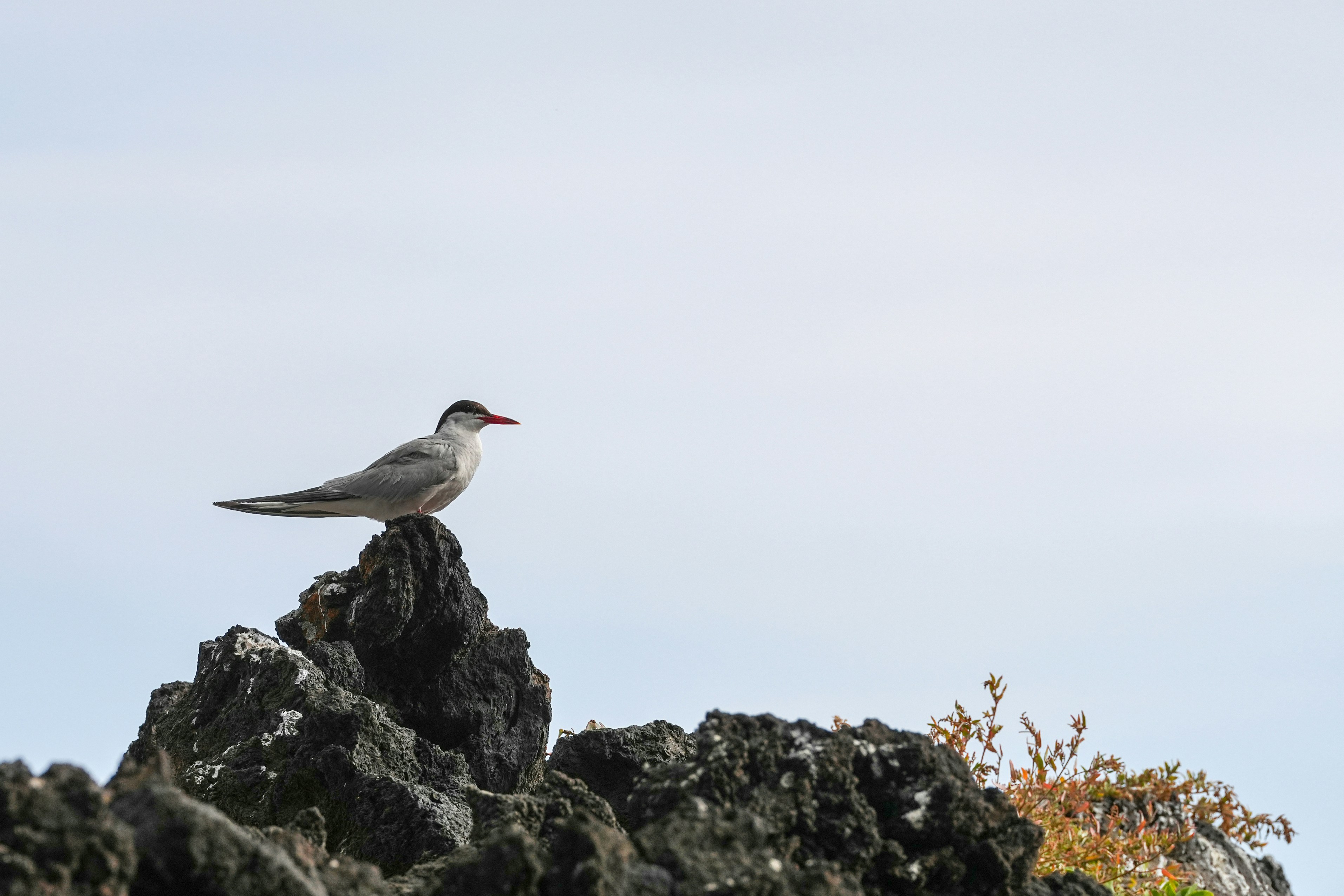 Photo by Markus Kammermann with Sony Alpha 7R V