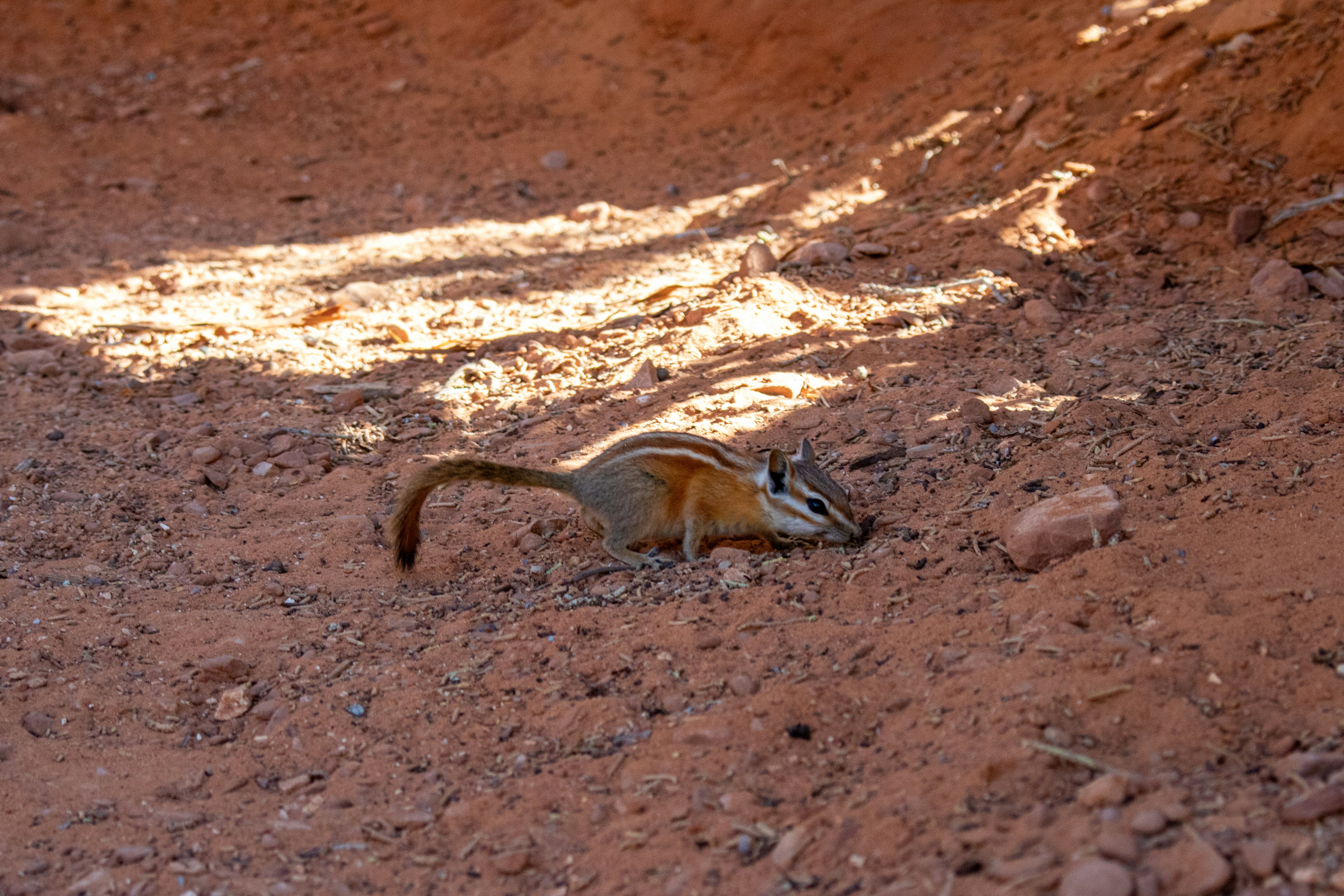 The Hopi chipmunk (Neotamias rufus) is found in Colorado, Utah, and Arizona. Previously grouped with the Colorado chipmunk, it’s listed as "Least Concern" by the IUCN. Smaller in size, it has a reddish-buff pelage with less black in its stripes. Its total length is 190-235 mm, with a tail length of 83-95 mm. It lives in rocky areas with piñon and juniper pines, feeding on nuts, seeds, and fruits, which it stores in cheek pouches. It nests in rock crevices, thriving in cliff-side environments. Population densities are highest in areas with an abundance of broken rock or rubble like here.