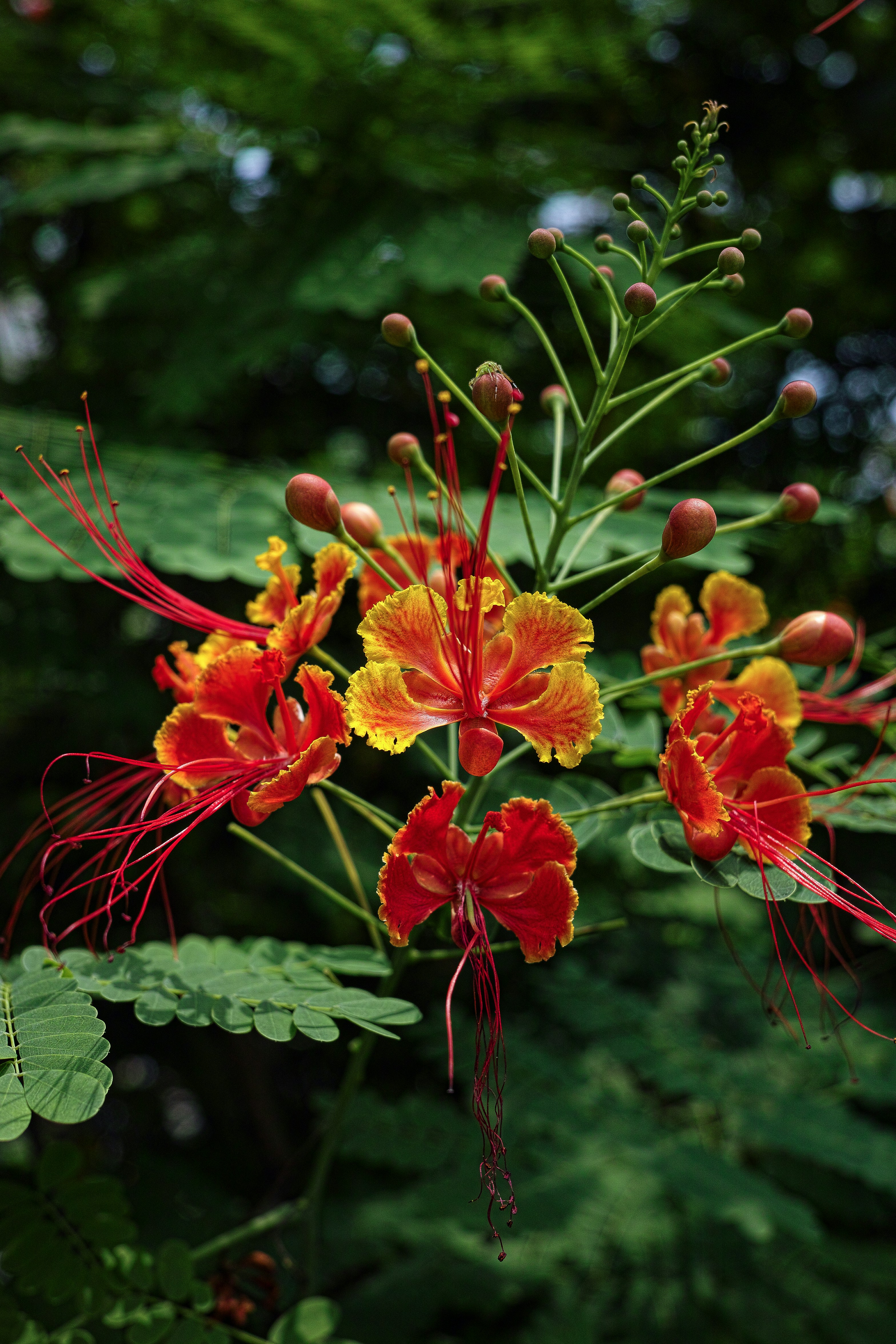 Vibrant Delonix regia blossoms with fiery red-orange petals and long crimson stamens, set against a lush green backdrop. The composition centers on a dense cluster of flowers, showcasing bold color and fine detail.