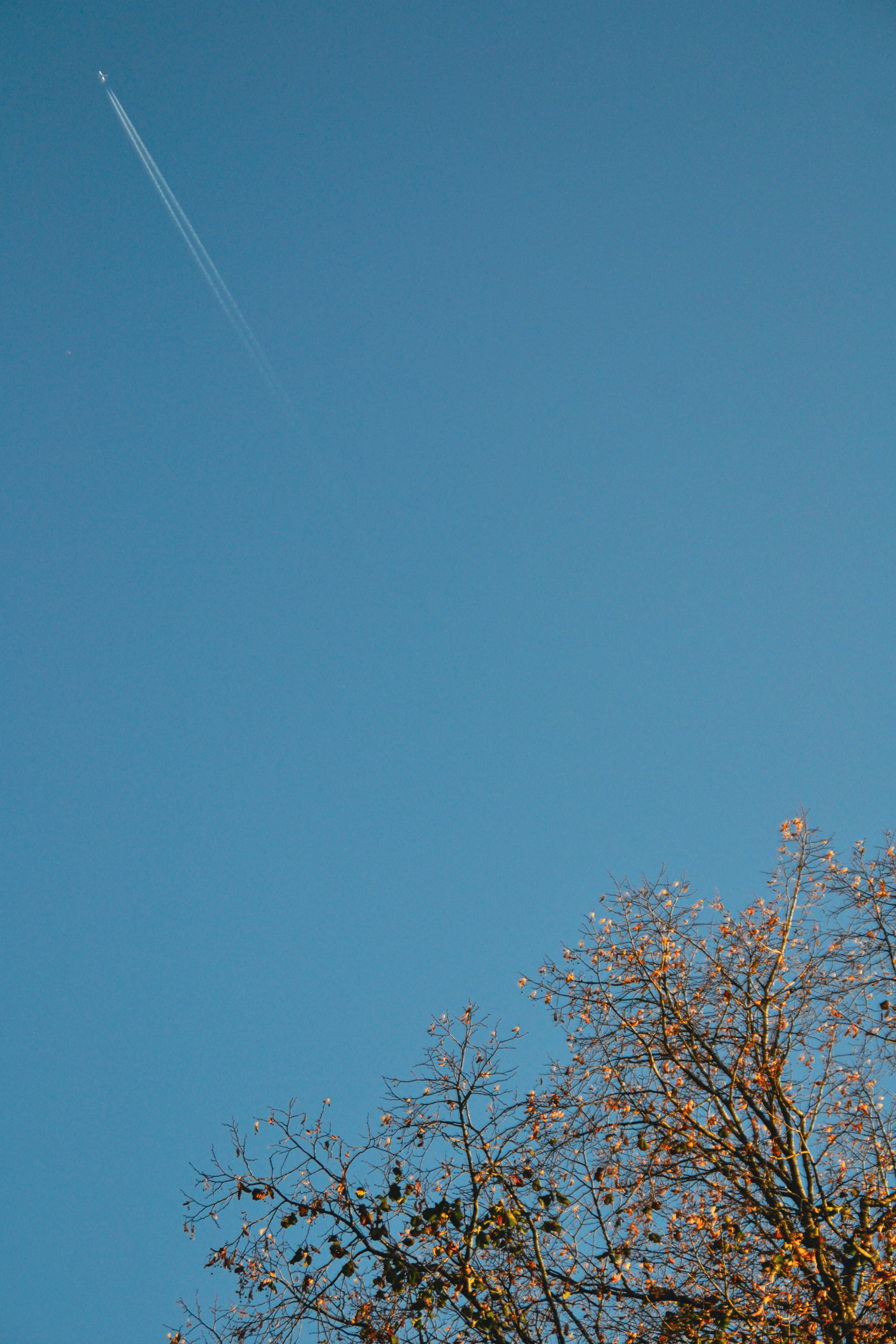 A plane flying in the sky over a tree photo – Free Nature Image on Unsplash