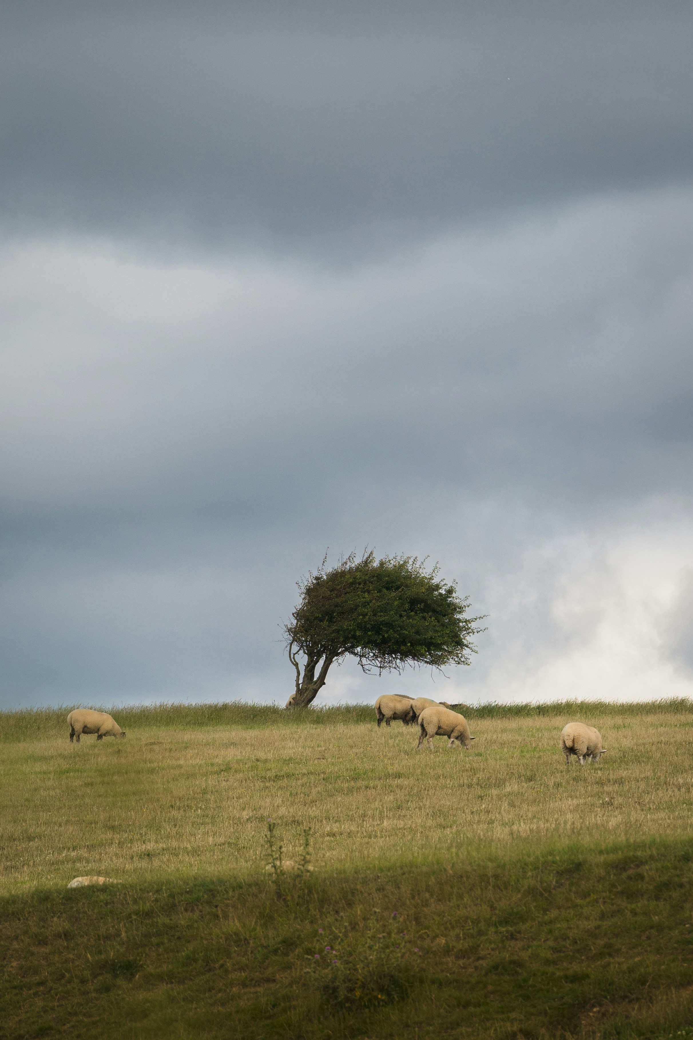 Lone Windward Tree over a Grazing Hill