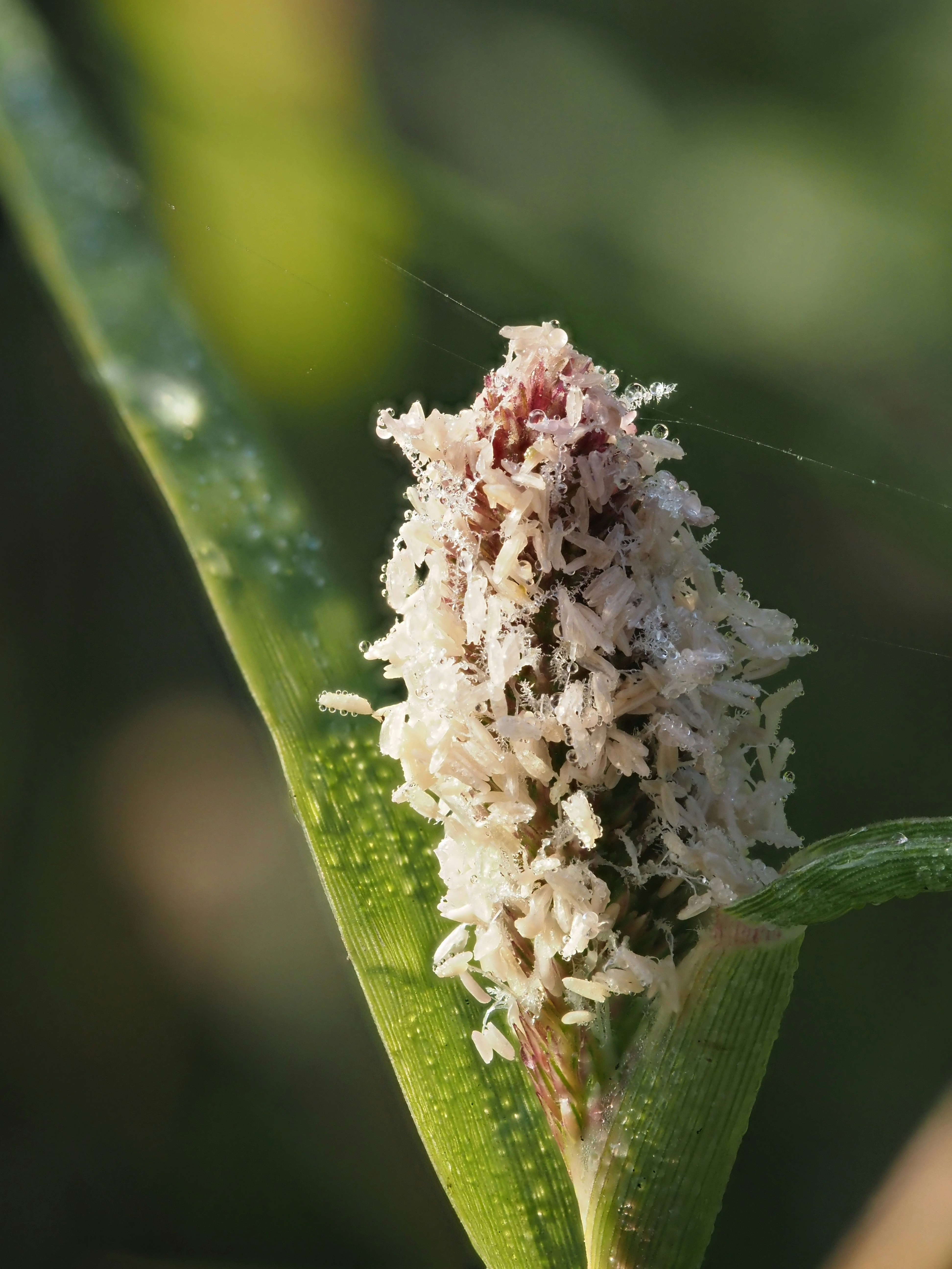 Delicate cluster on a corn leaf: frost-kissed floral grains in macro