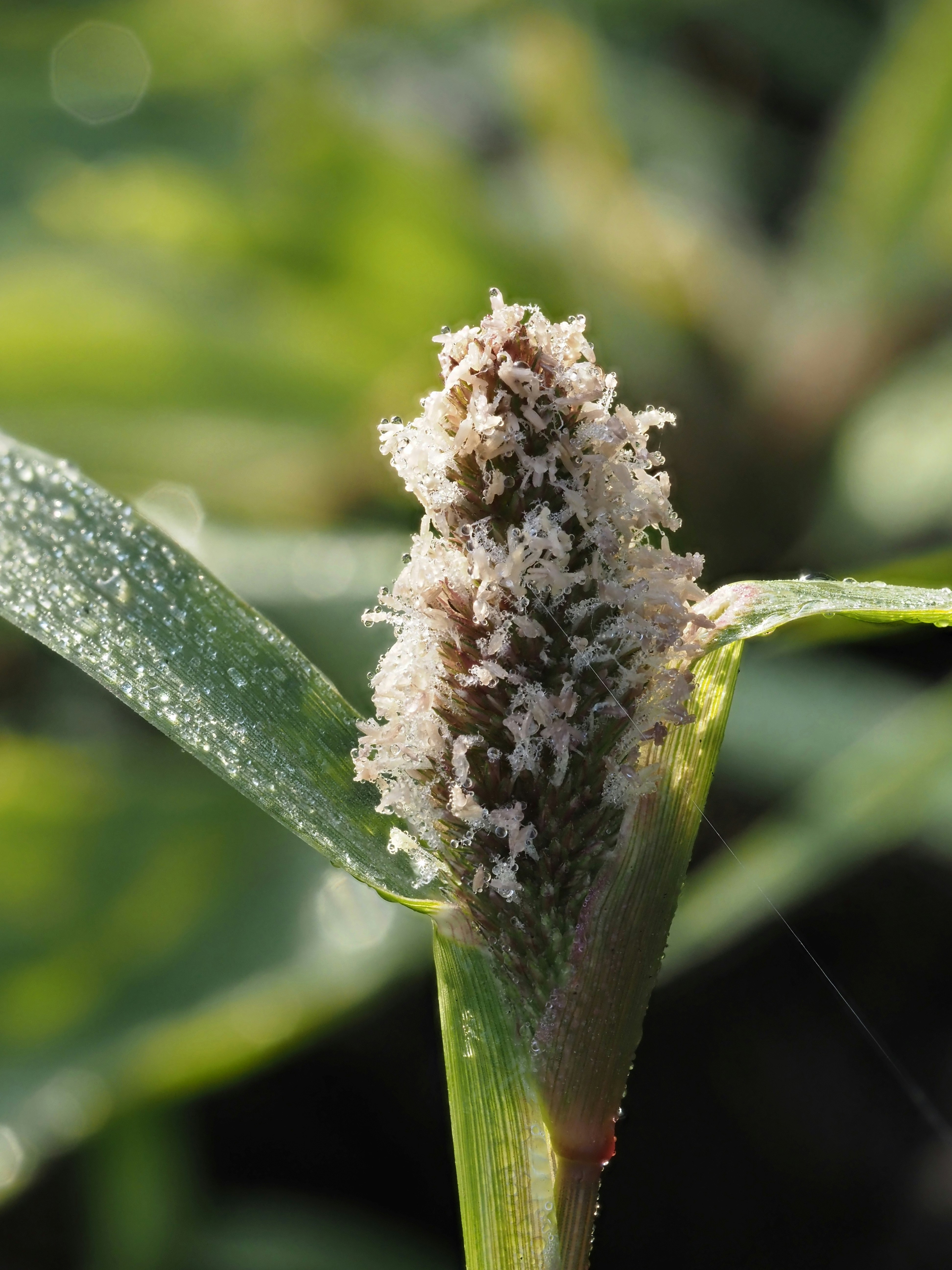 Frosted Spike: Morning Frost Clinging to a Grass Seed