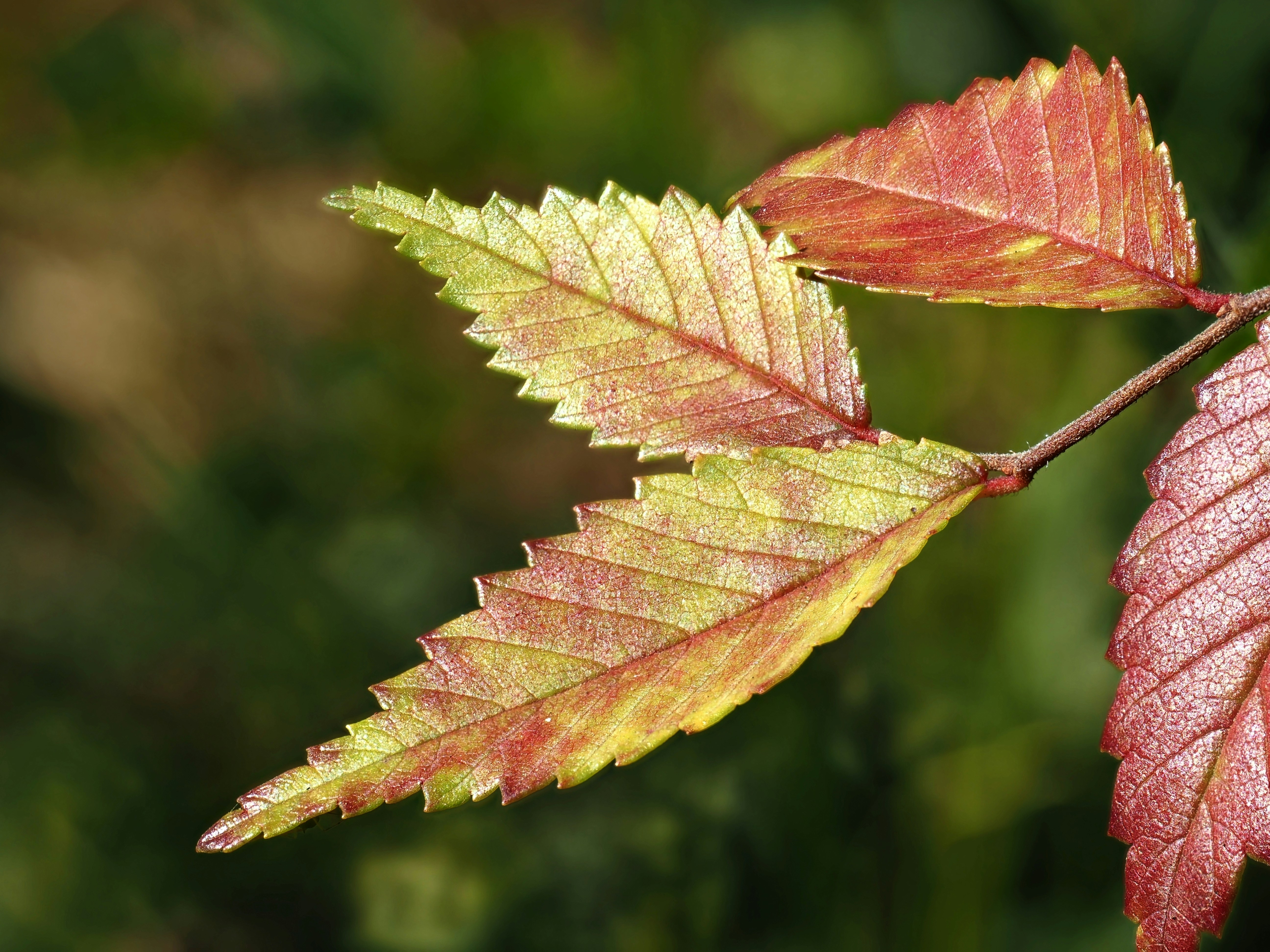 autumn leaves of Ulmus pumila in the sun