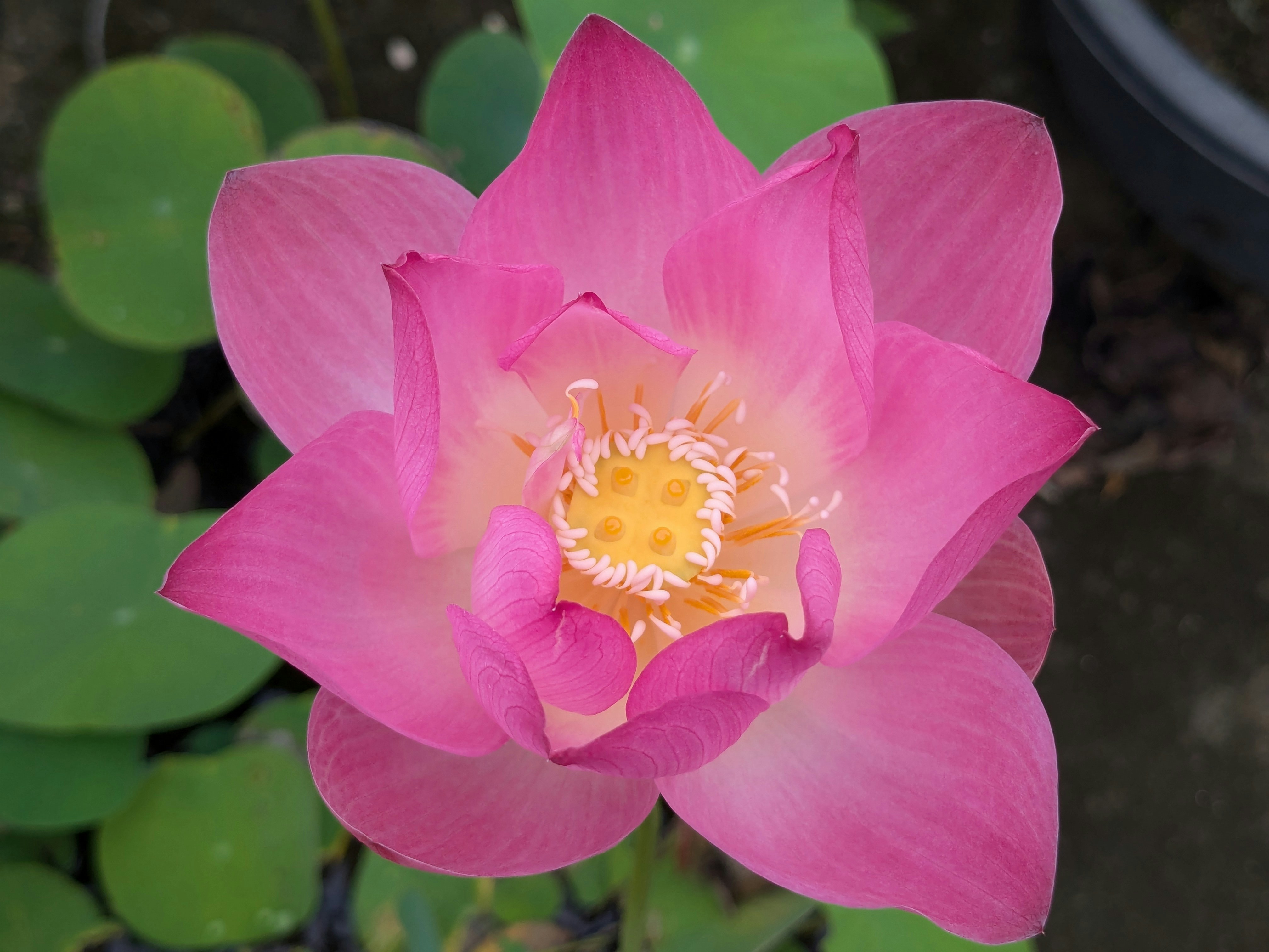 Pink Lotus in Focus: Centered Bloom Reveals Radiant Petals