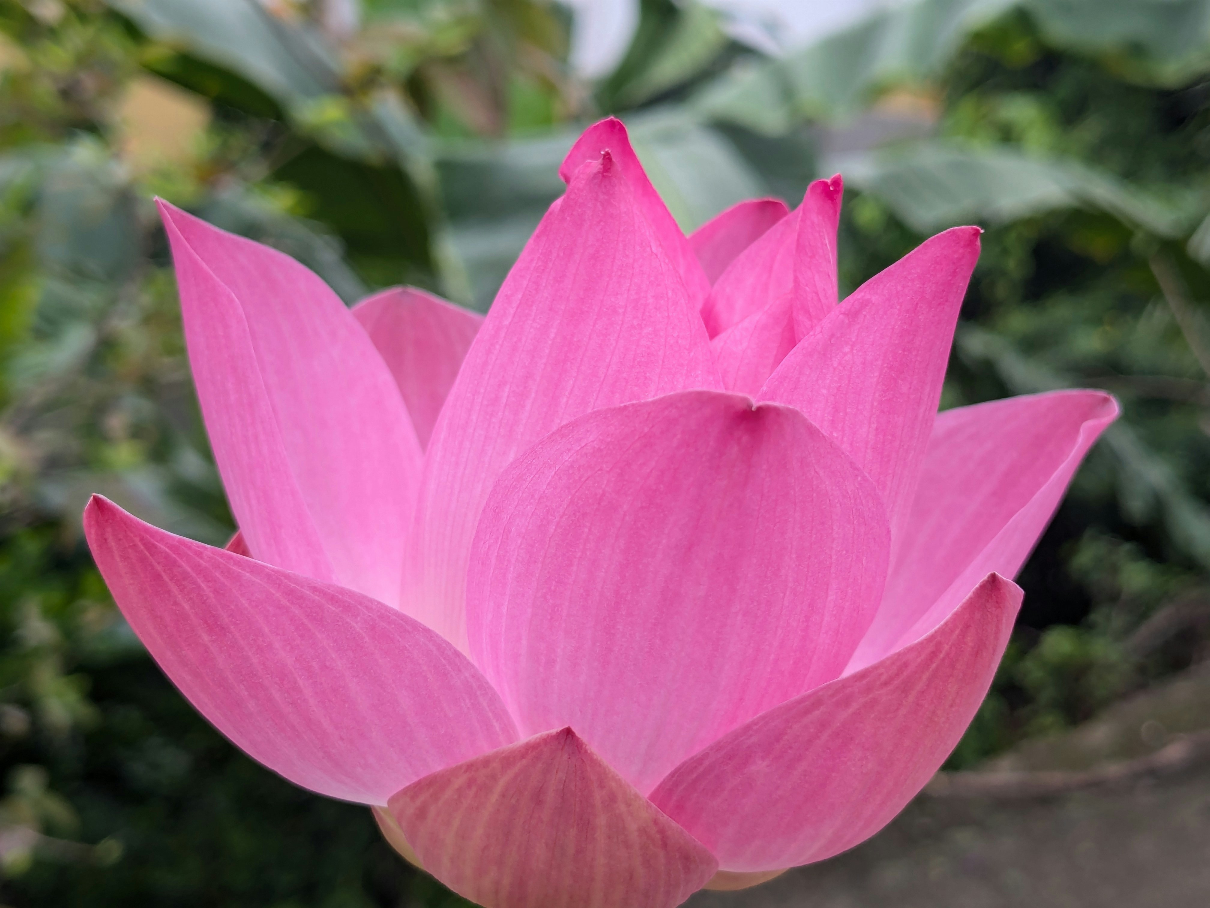 Center Bloom: Velvet Pink Lotus in Quiet Depths