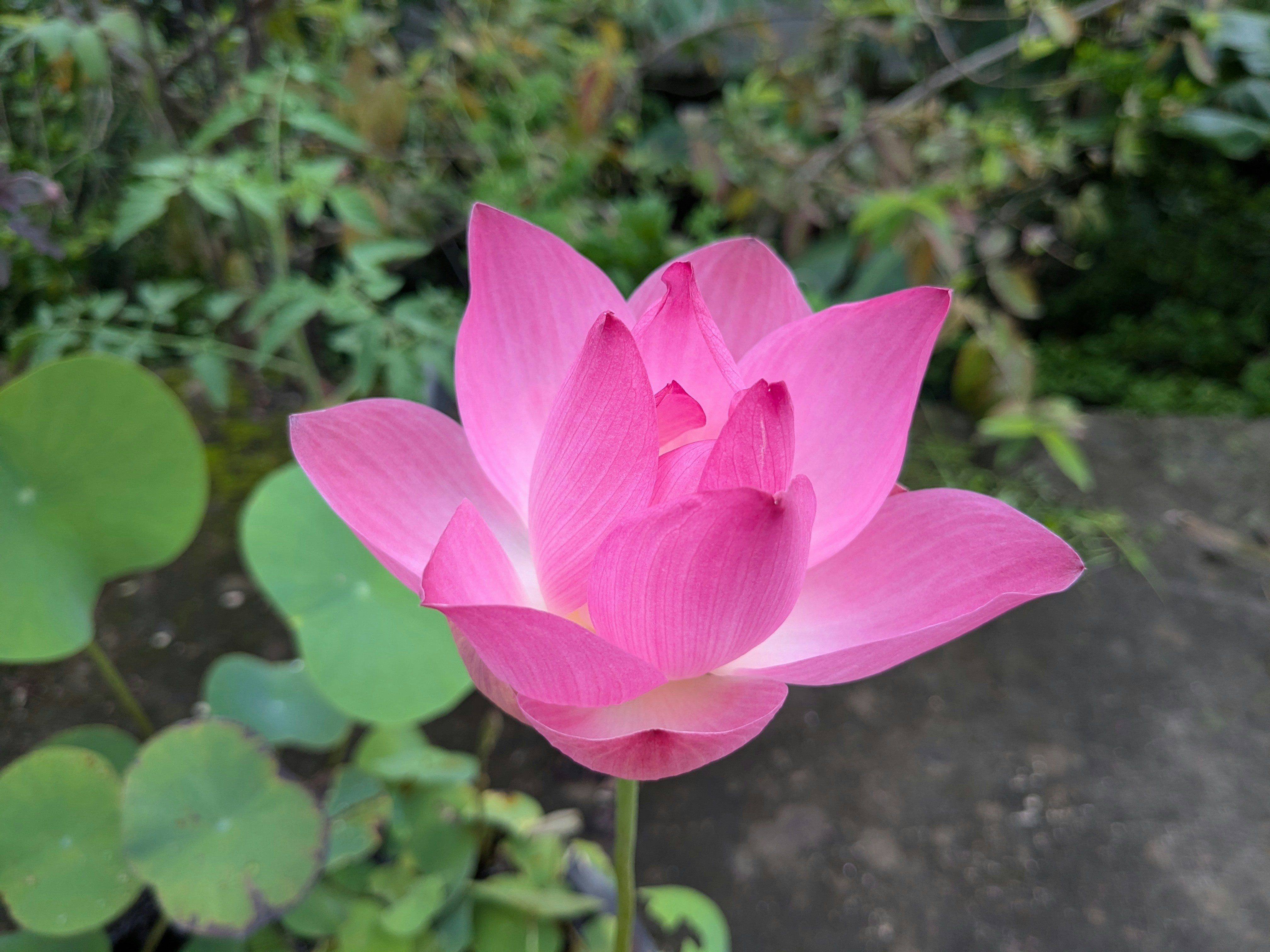 Luminous Pink Lotus in a Quiet Garden Nook