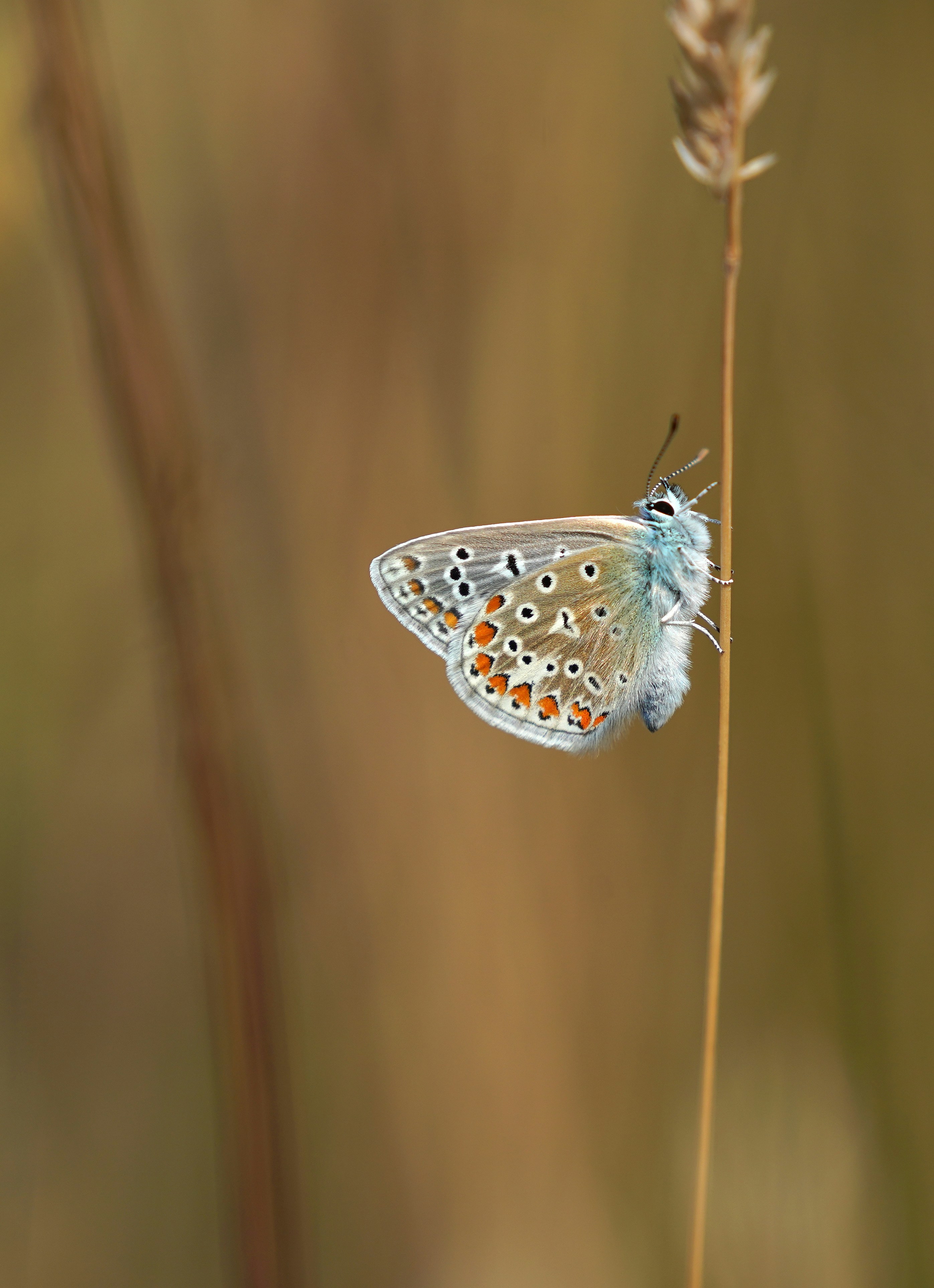 Photo by Bob Brewer with Sony Alpha 9