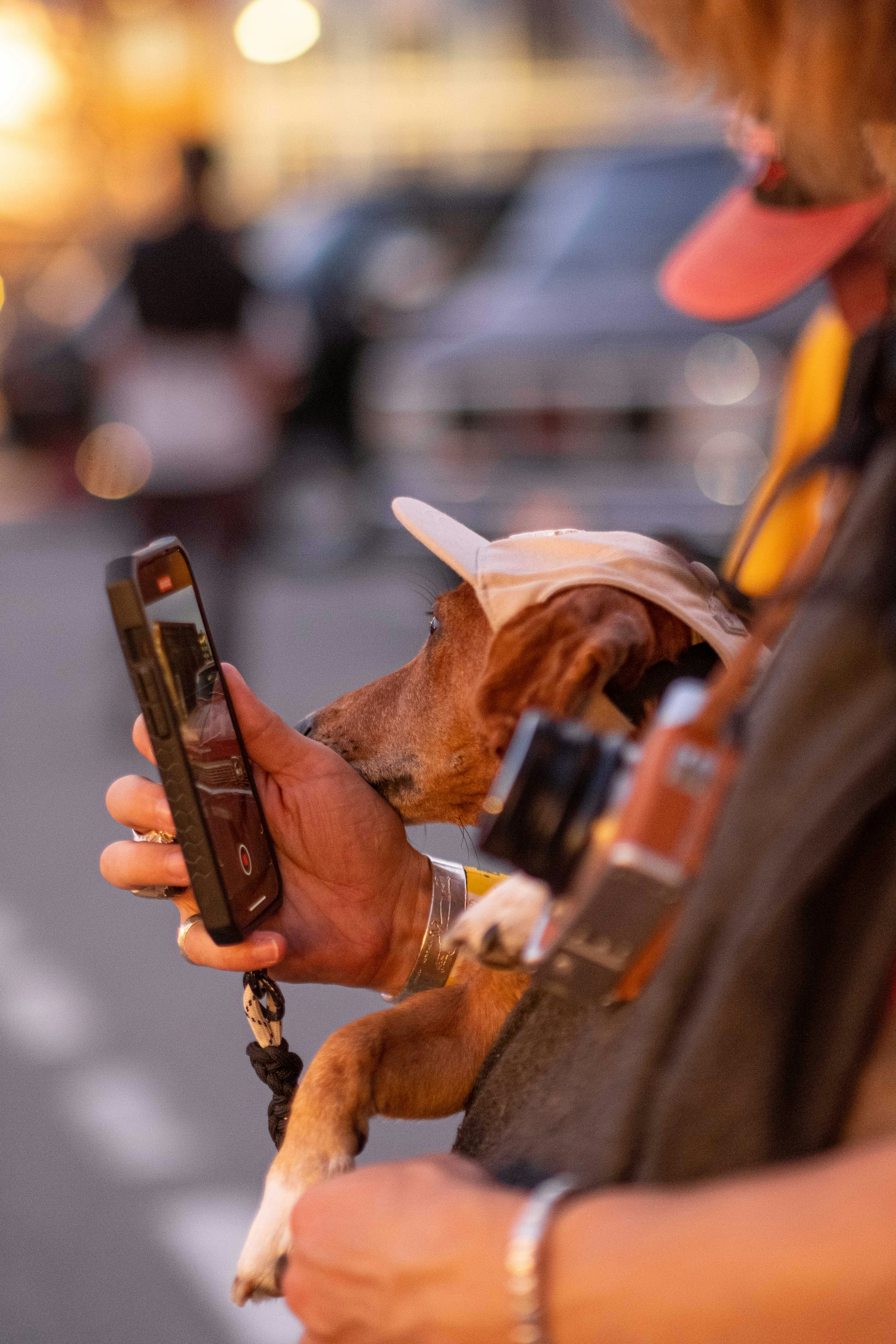 Pocket Glow: A Dog's Curious Moment in the City's Evening Light