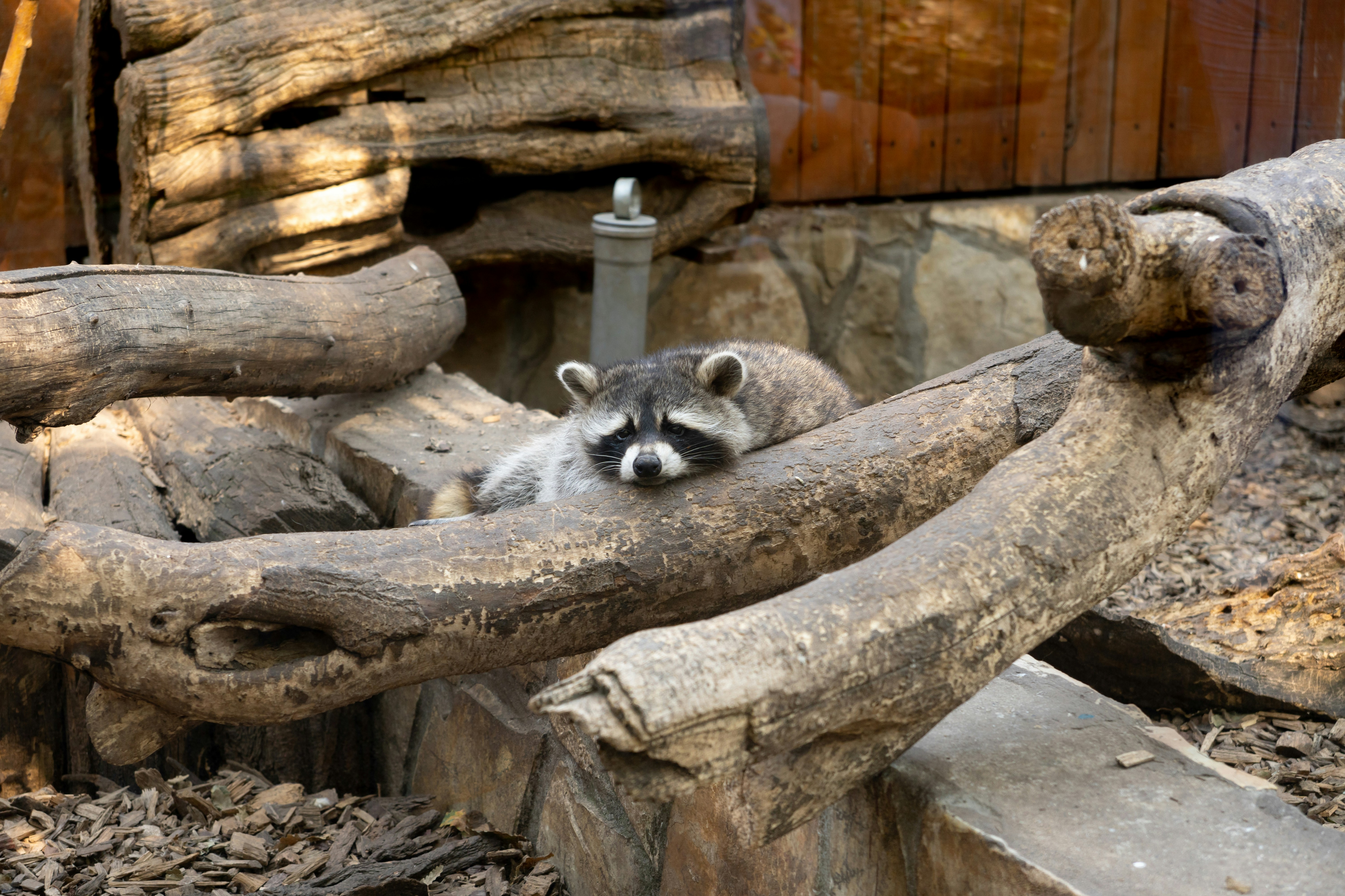 Log-Warden Nap: A Raccoon Resting Among Weathered Timber in a Rustic Habitat