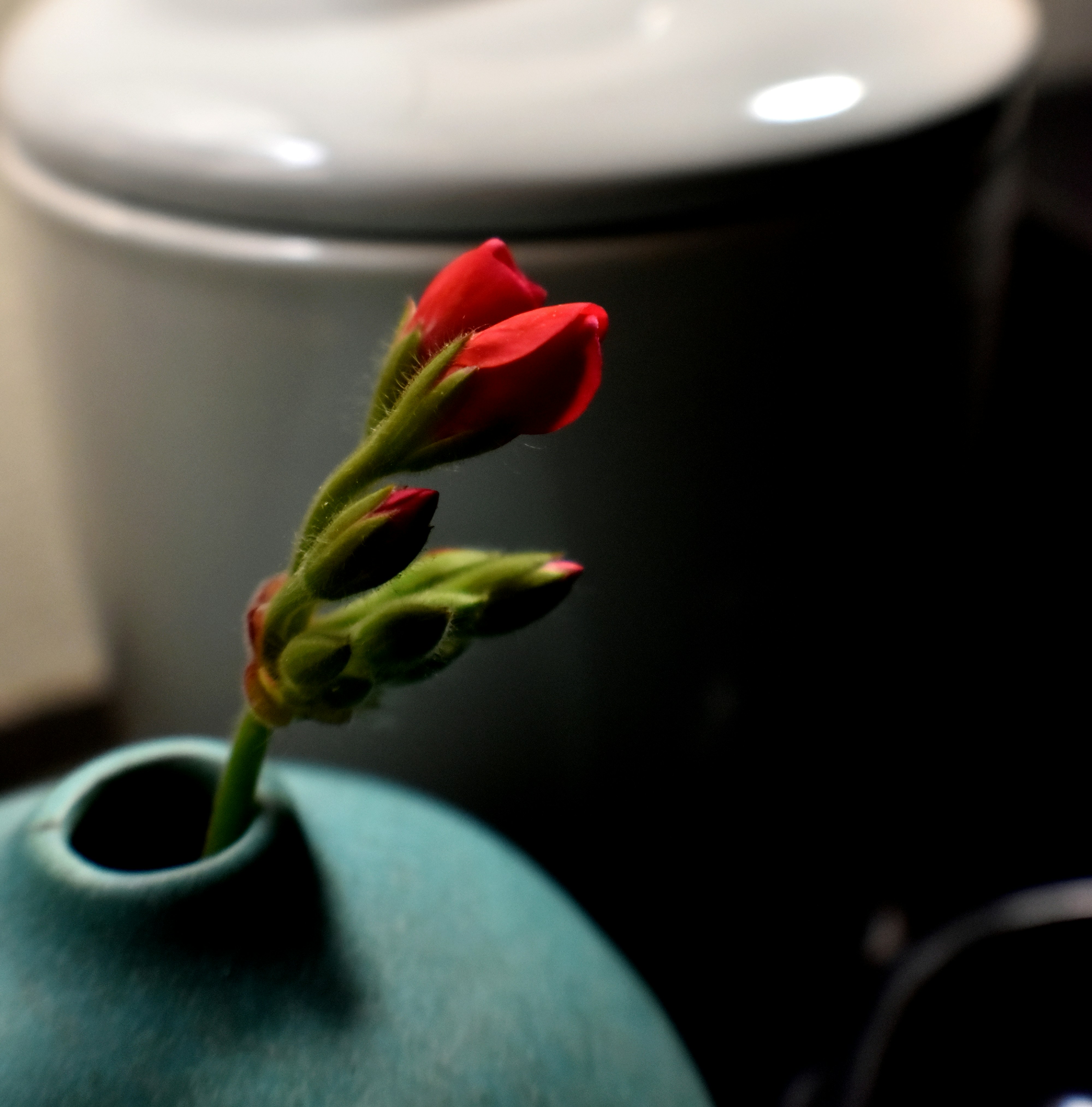 Red Bud in a Teal Vase: a Quiet Macro Moment