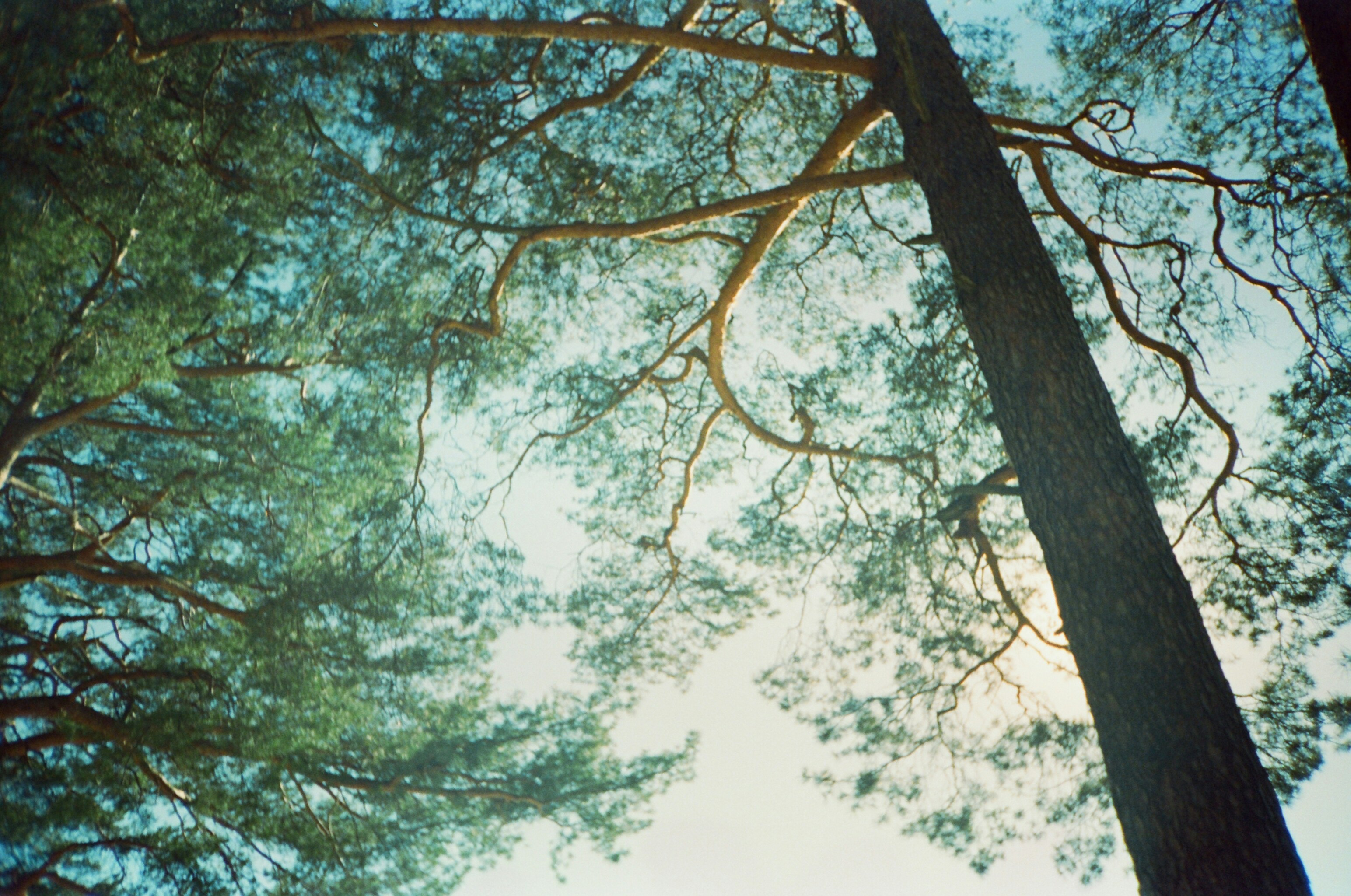A group of trees that are standing in the grass photo – Free Forest ...