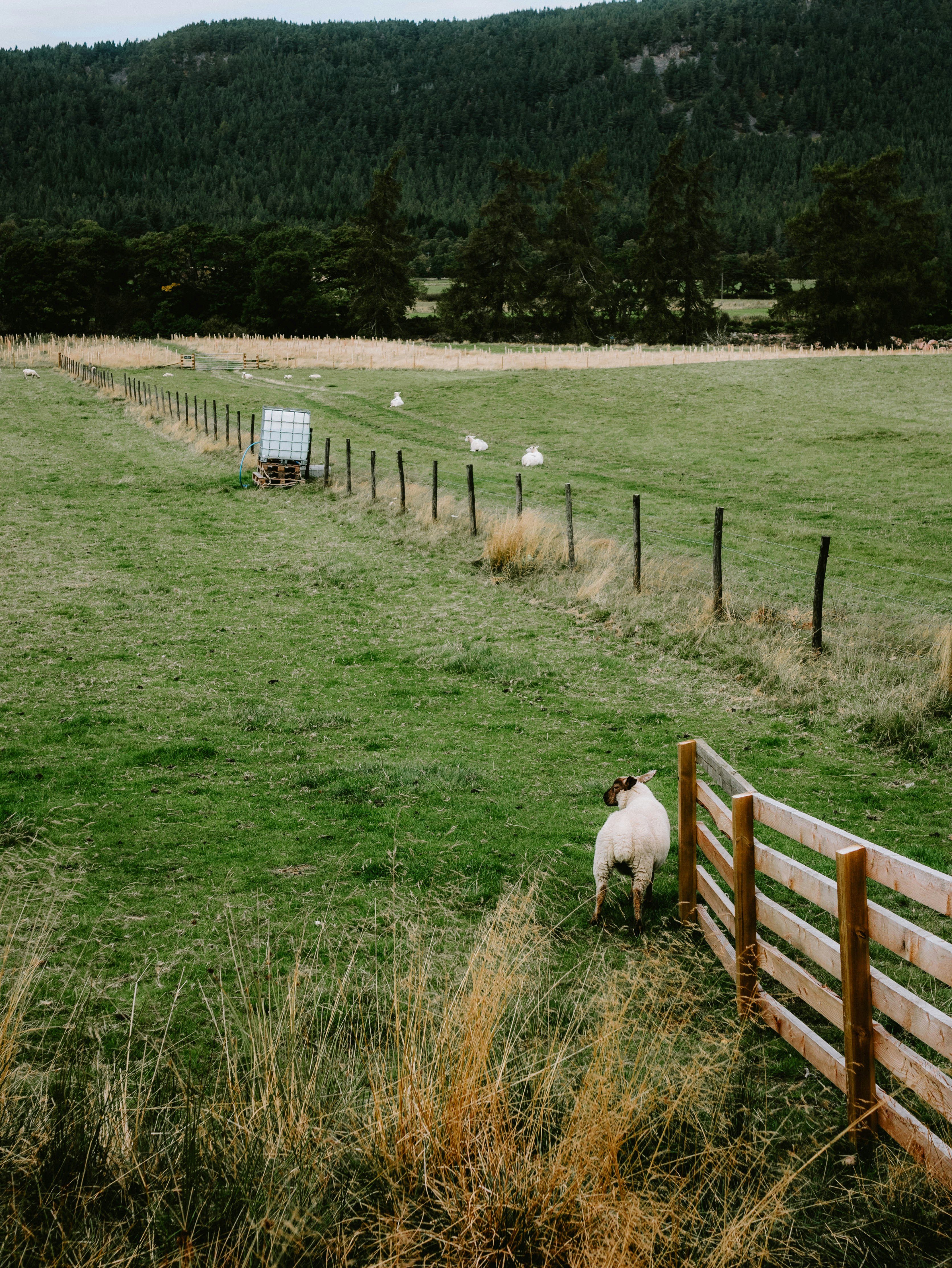 Grazing Boundary: A Lone Sheep at the Fence's Edge