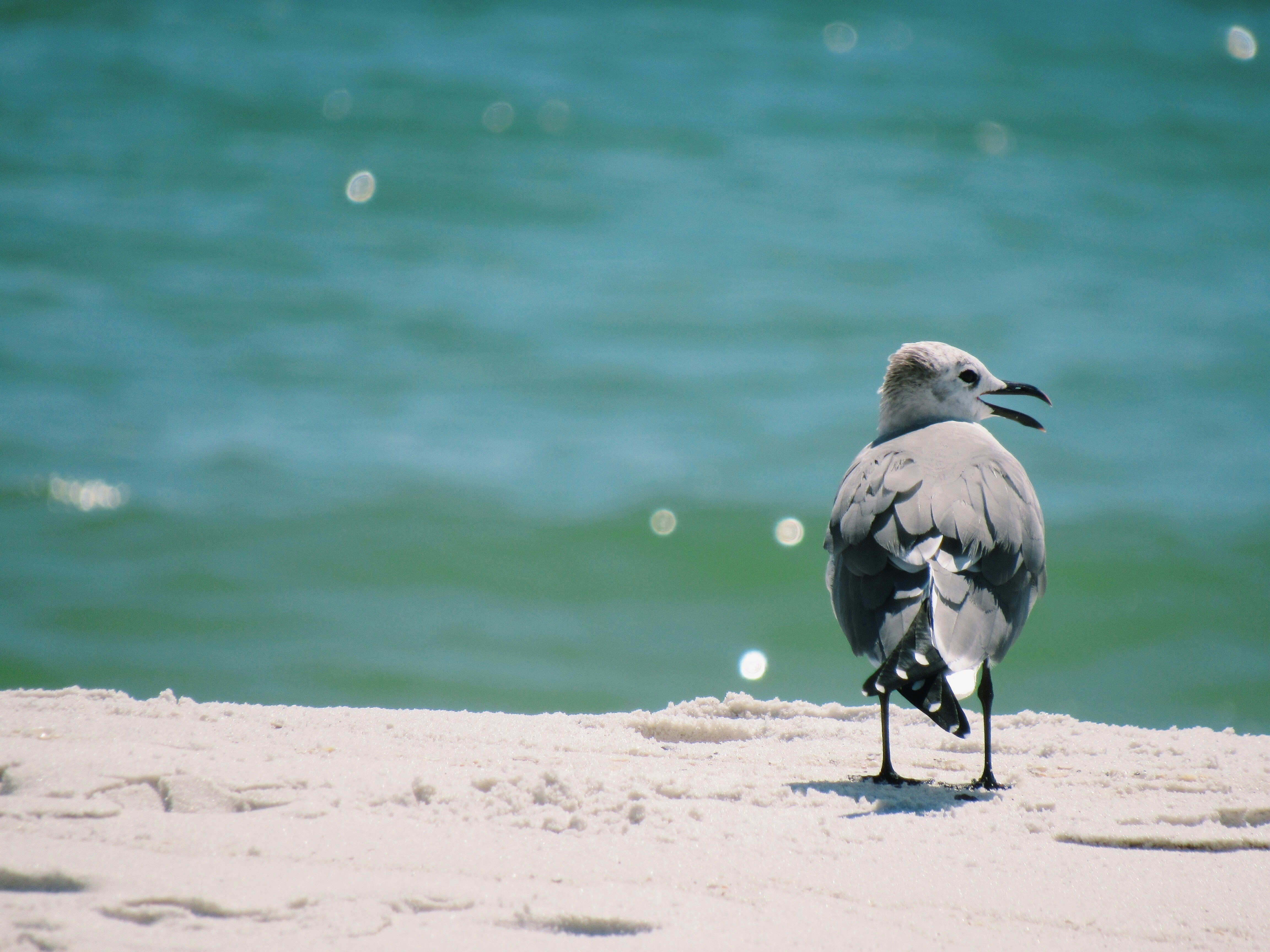 Gull at the Emerald Shore: a solitary perch by turquoise surf