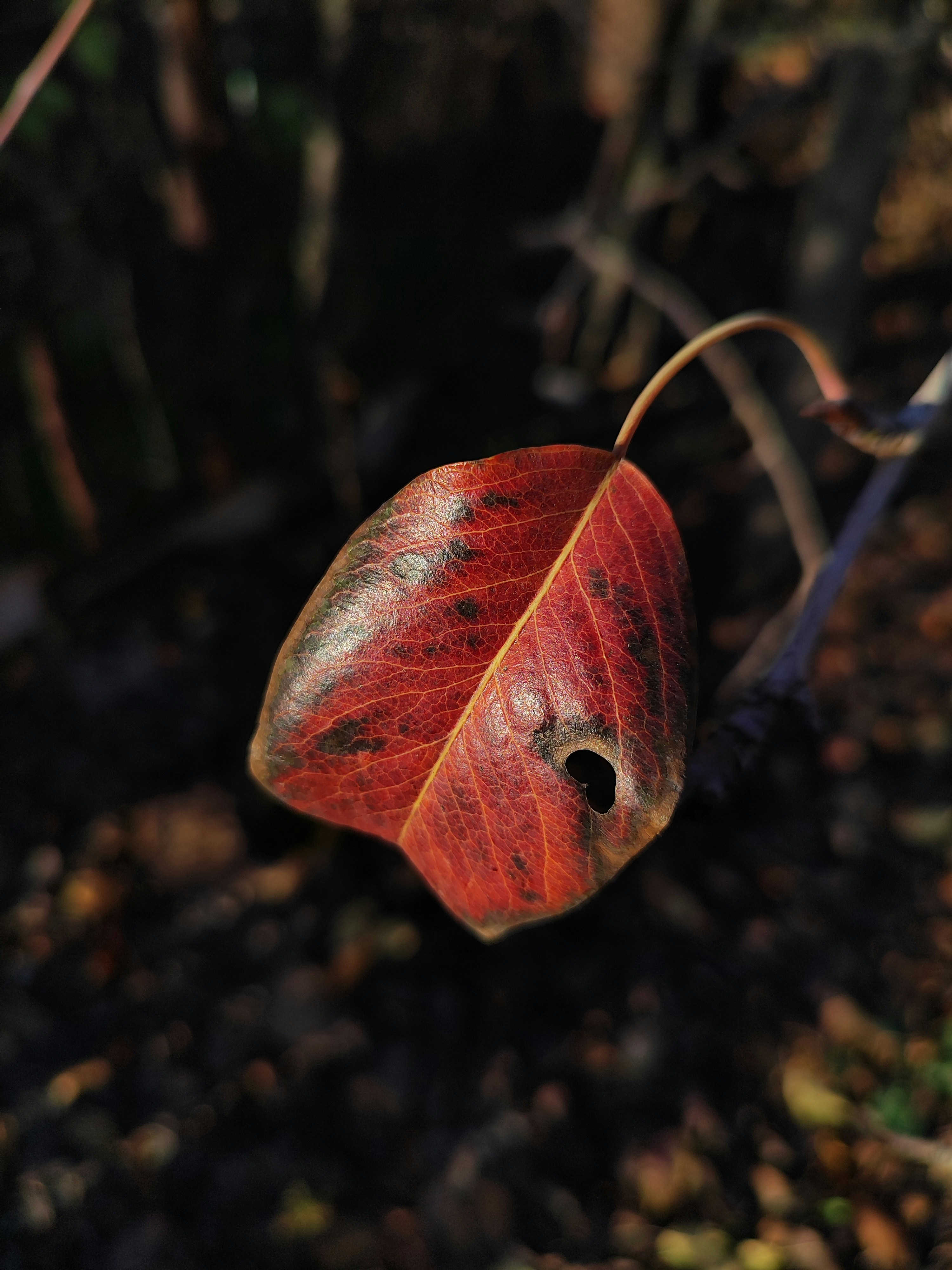 Photo by Anna Evans with Xiaomi Poco X5 Pro