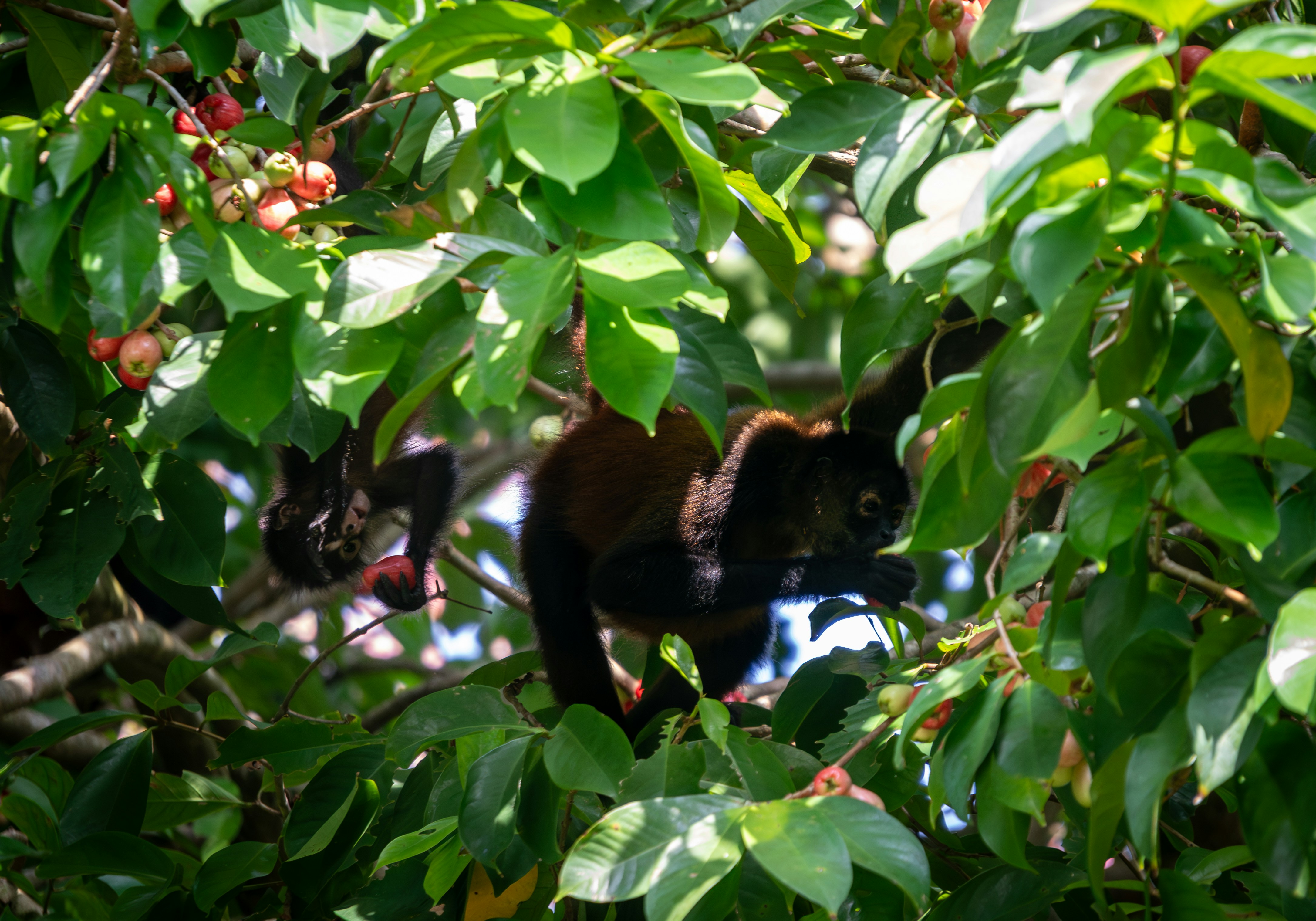 Canopy Refuge: A Black Bear in a Fruitful Hideaway