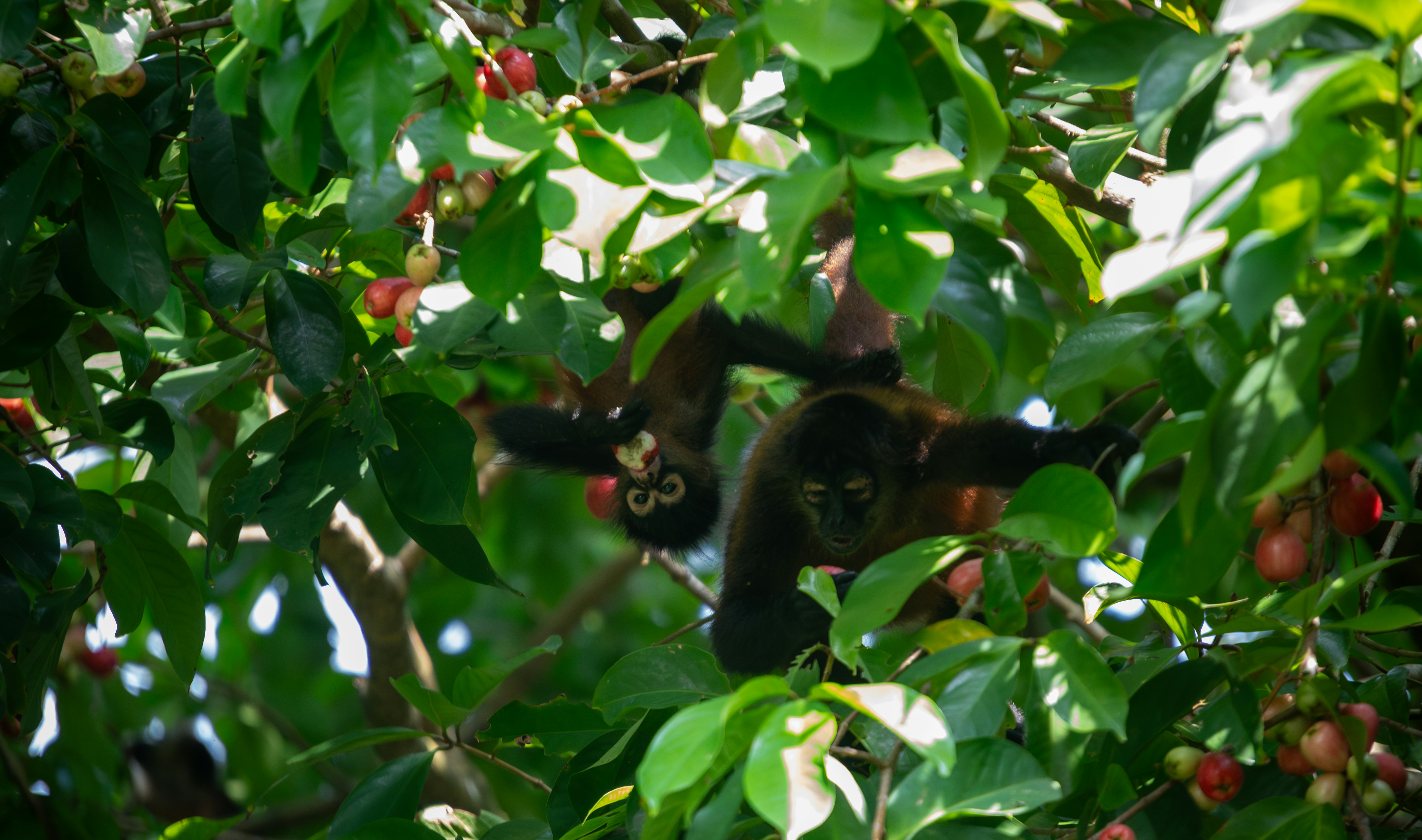 Sloth in the Green Veil: A Hidden Moment Among Foliage and Berries