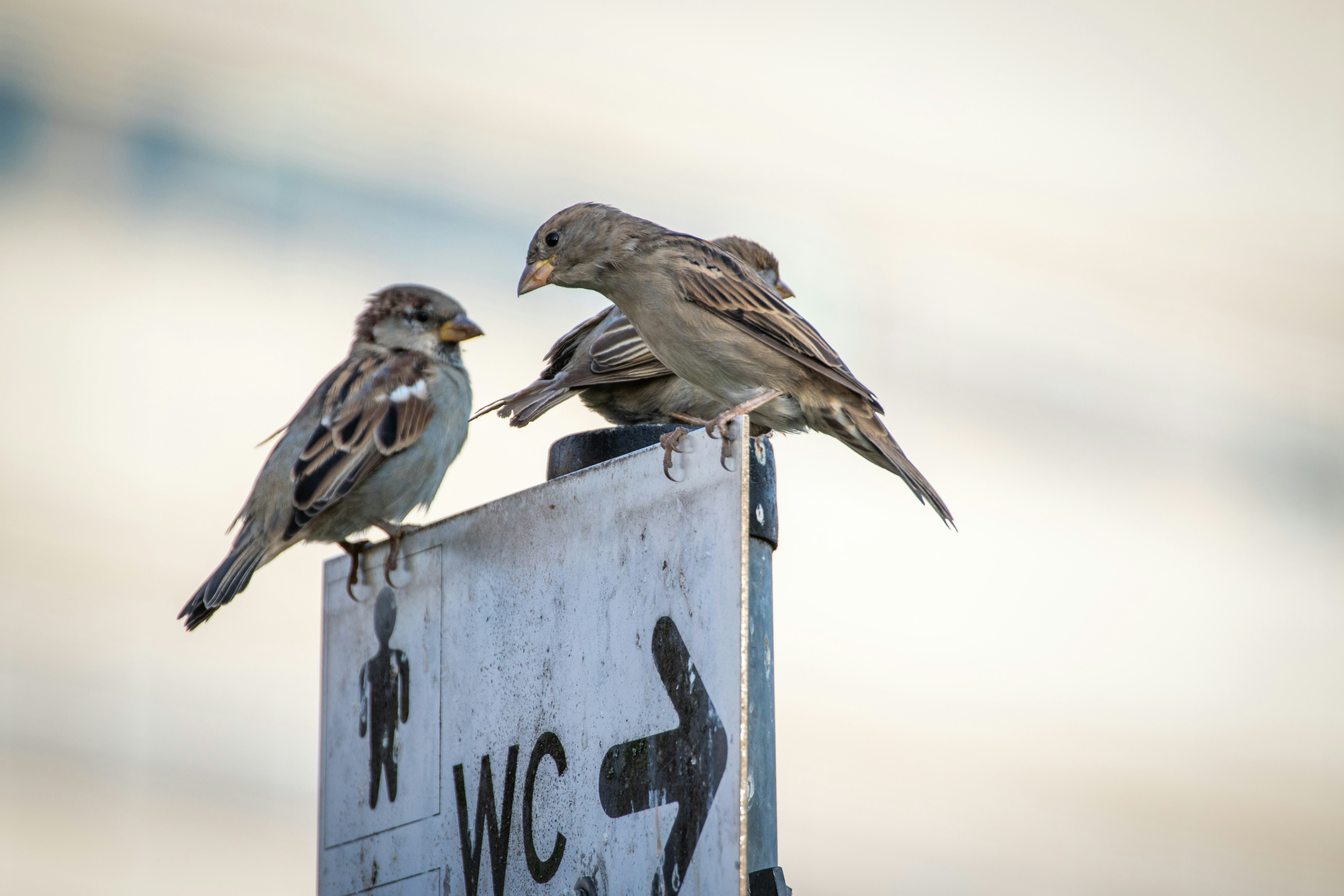 Two sparrows on a weathered sign near a restroom