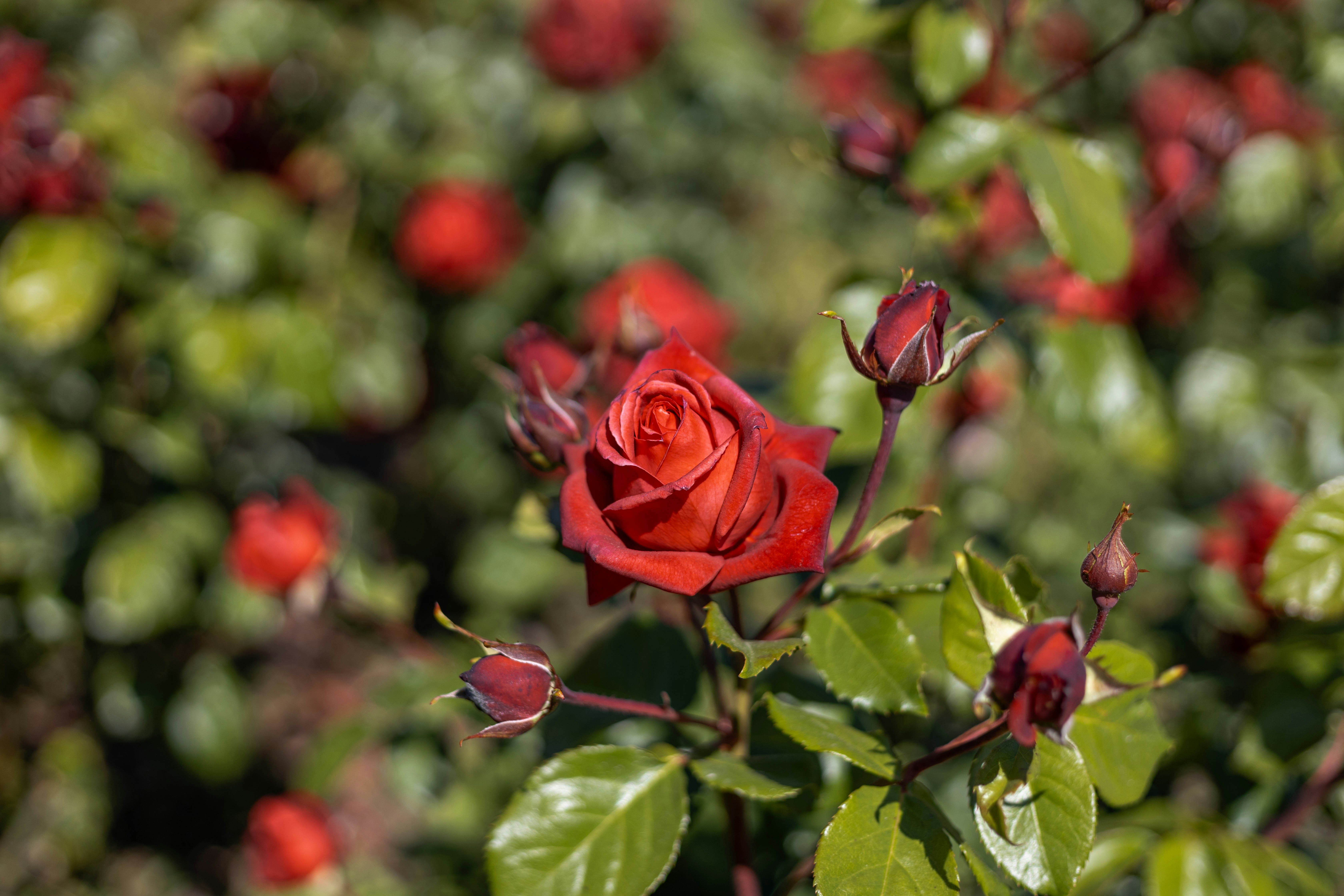 Crimson Rose in Velvet Green: A Close-Up of Bloom and Buds